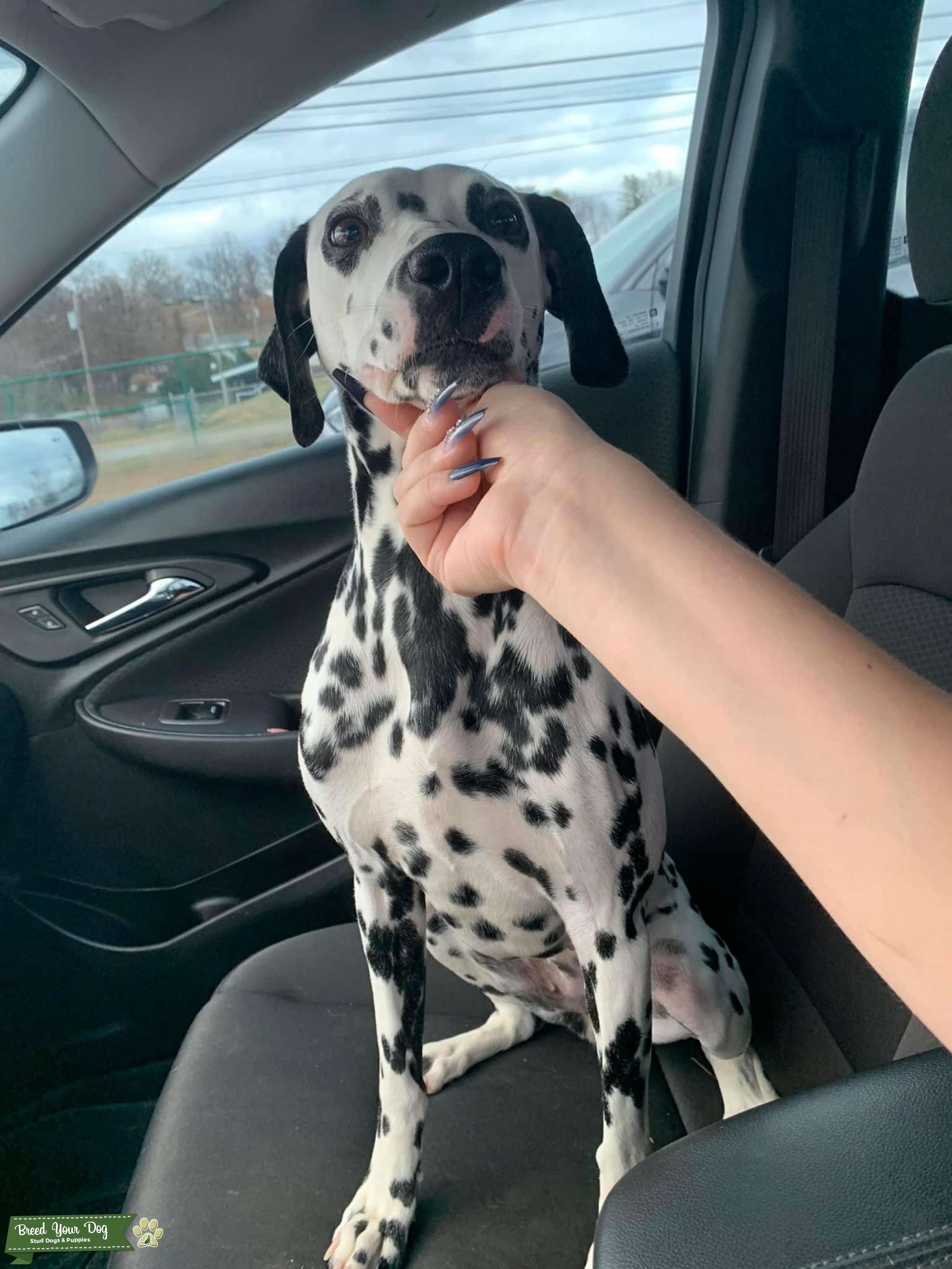 Female Dalmatian - Stud Dog in Kentucky, the United States | Breed Your Dog