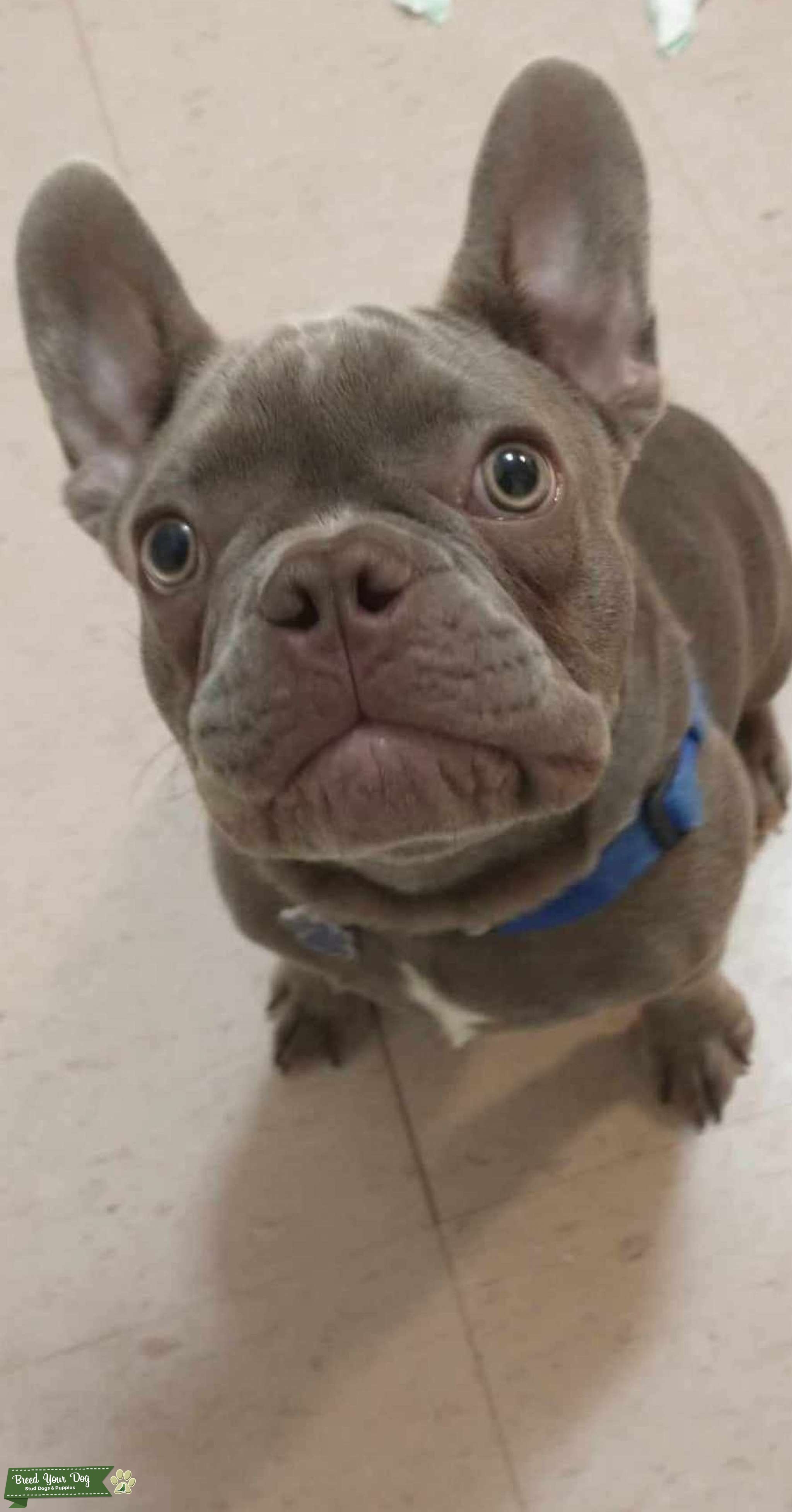 MALE FRENCHIE (ISABELLA) - Stud Dog in Louisiana, the United States ...