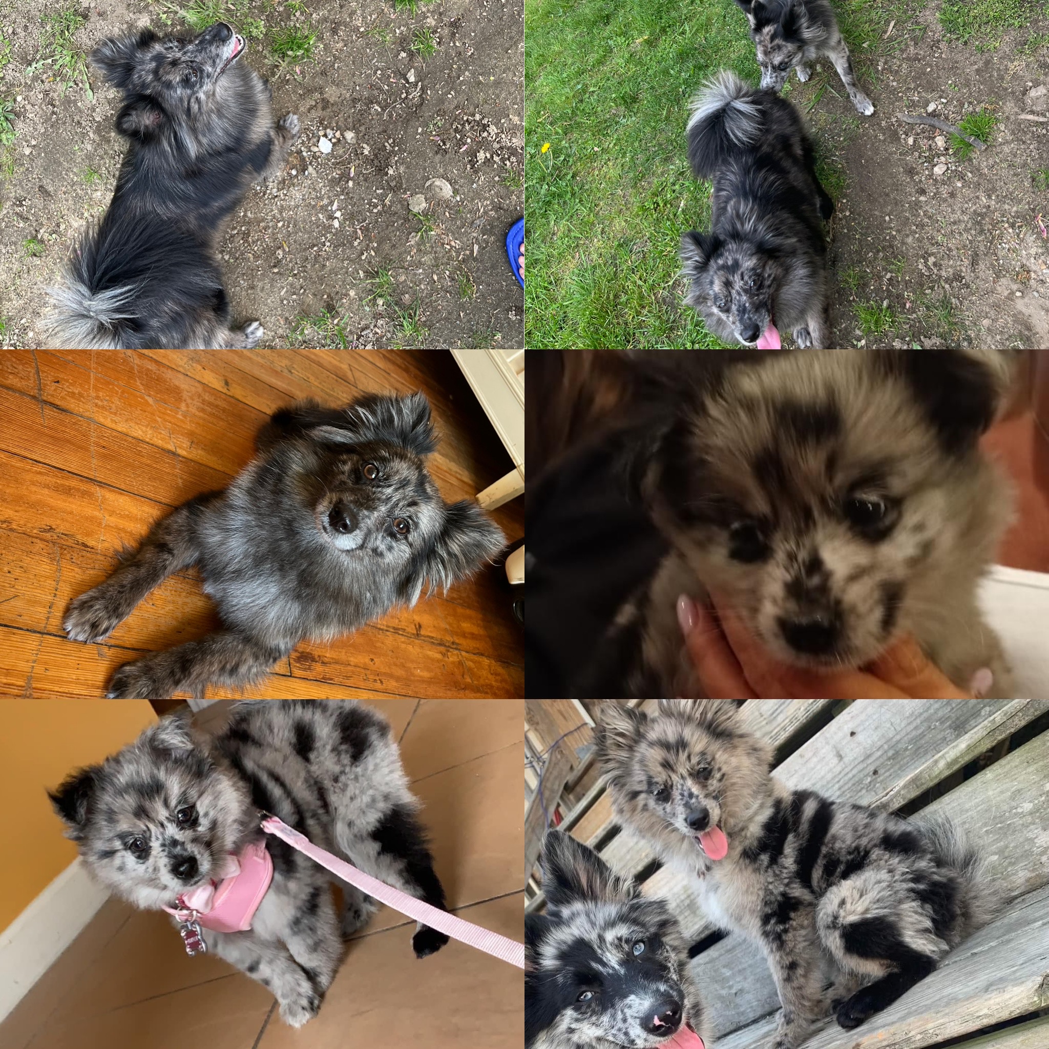 Blue Merle female F2 pomsky - Stud Dog in Rhode Island, United States ...
