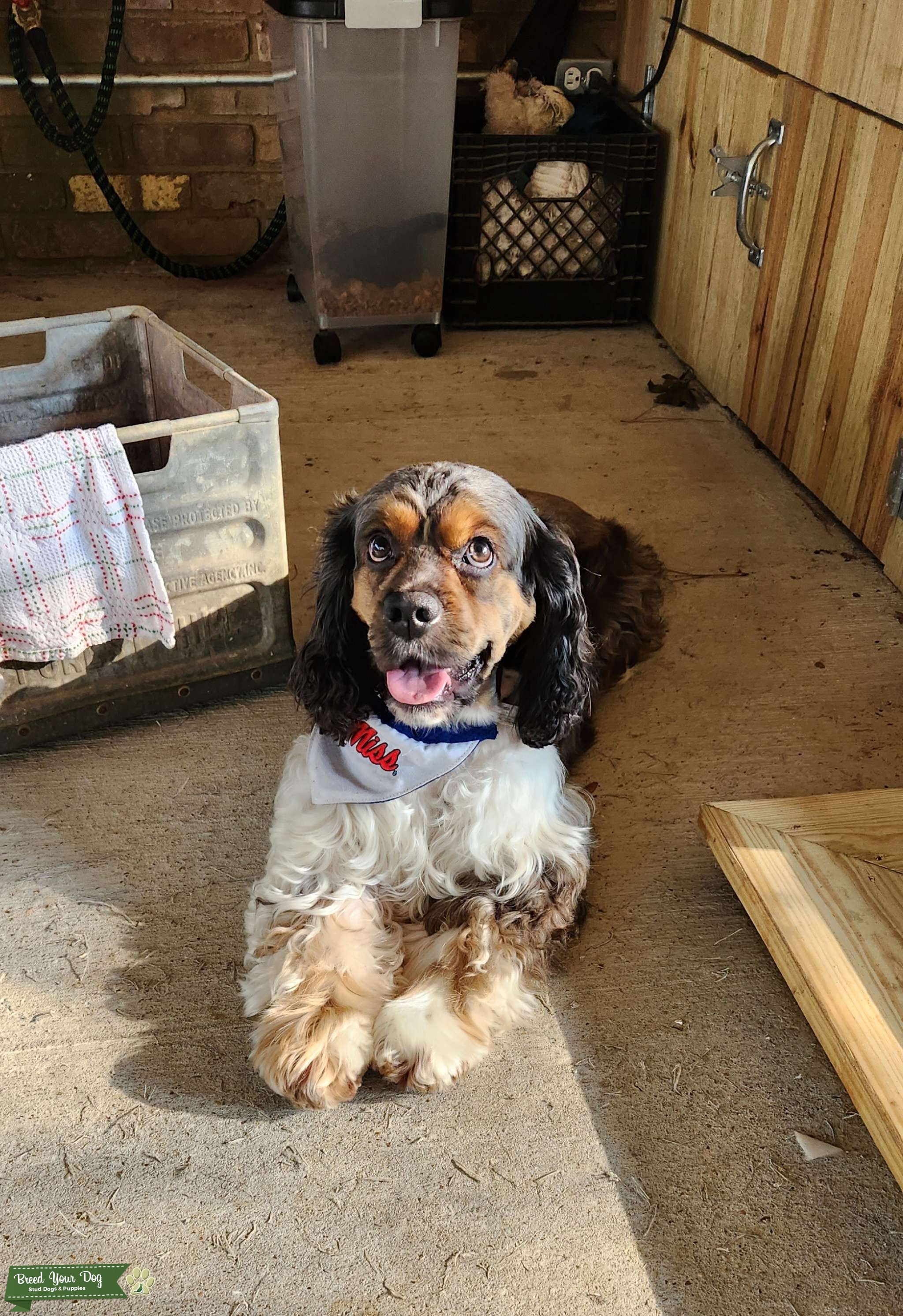Handsome Cocker Spaniel - Stud Dog in Mississippi, the Netherlands ...