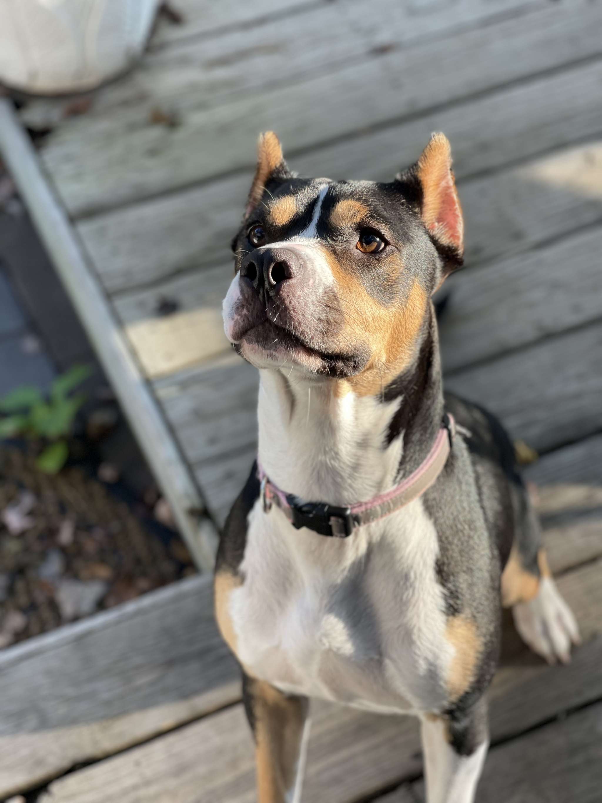 Black Tri American Bully Female looking for Merle or tri American bully ...