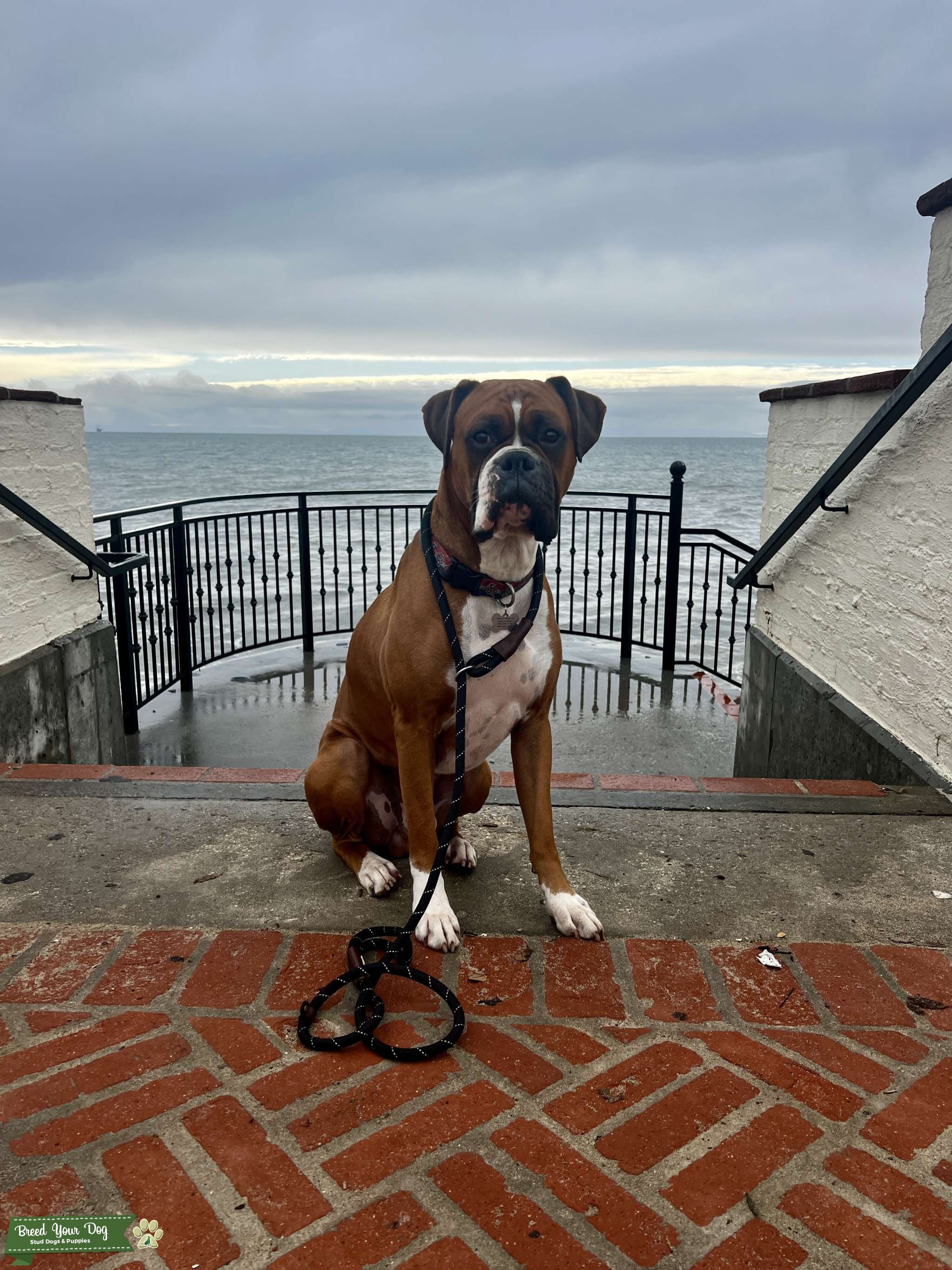 AKC CHAMPION LINE BOXER STUD - Stud Dog in Santa Barbara , the United ...