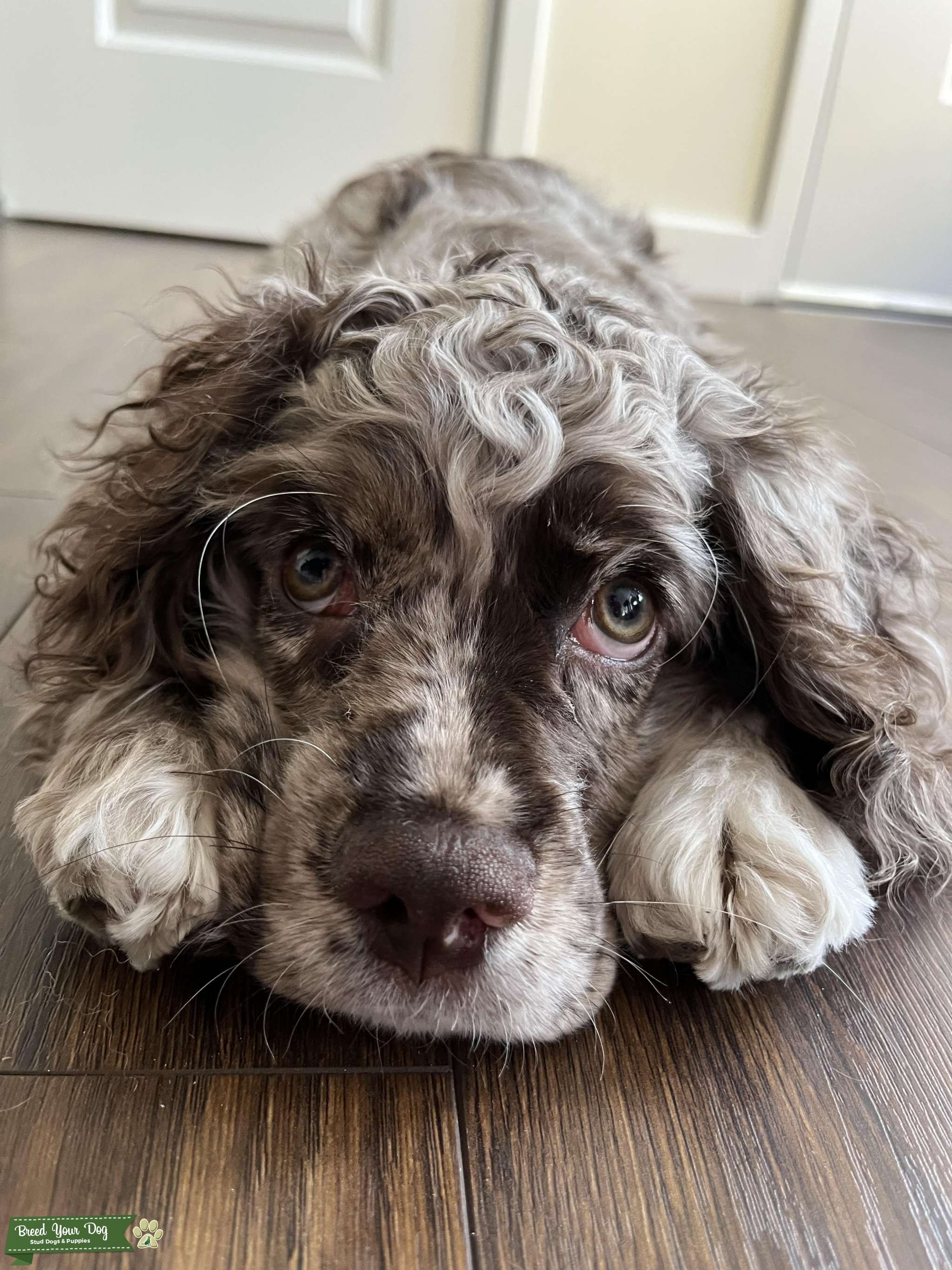 UNIQUE COLOR COCKER SPANIEL - Stud Dog in NJ, the United States | Breed ...