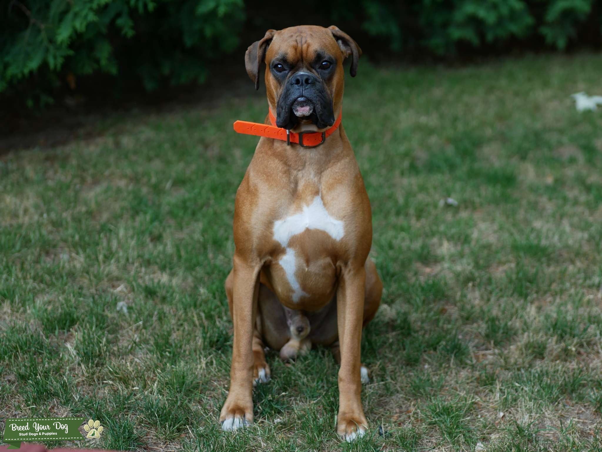 Boxer Fawn for Stud - Stud Dog in Michigan, the United States | Breed ...