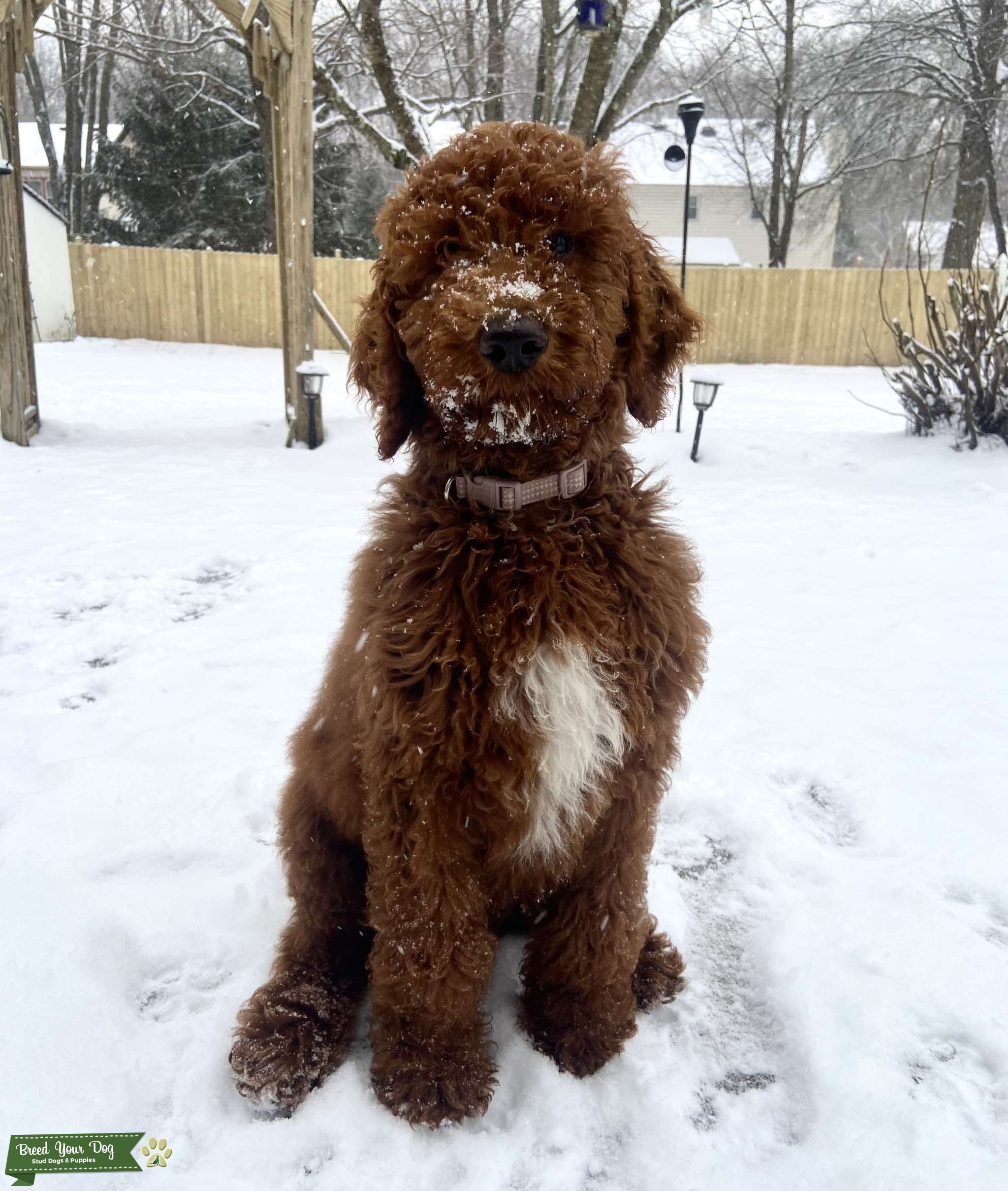 Red Standard Poodle - Stud Dog in Monmouth , the United States | Breed ...