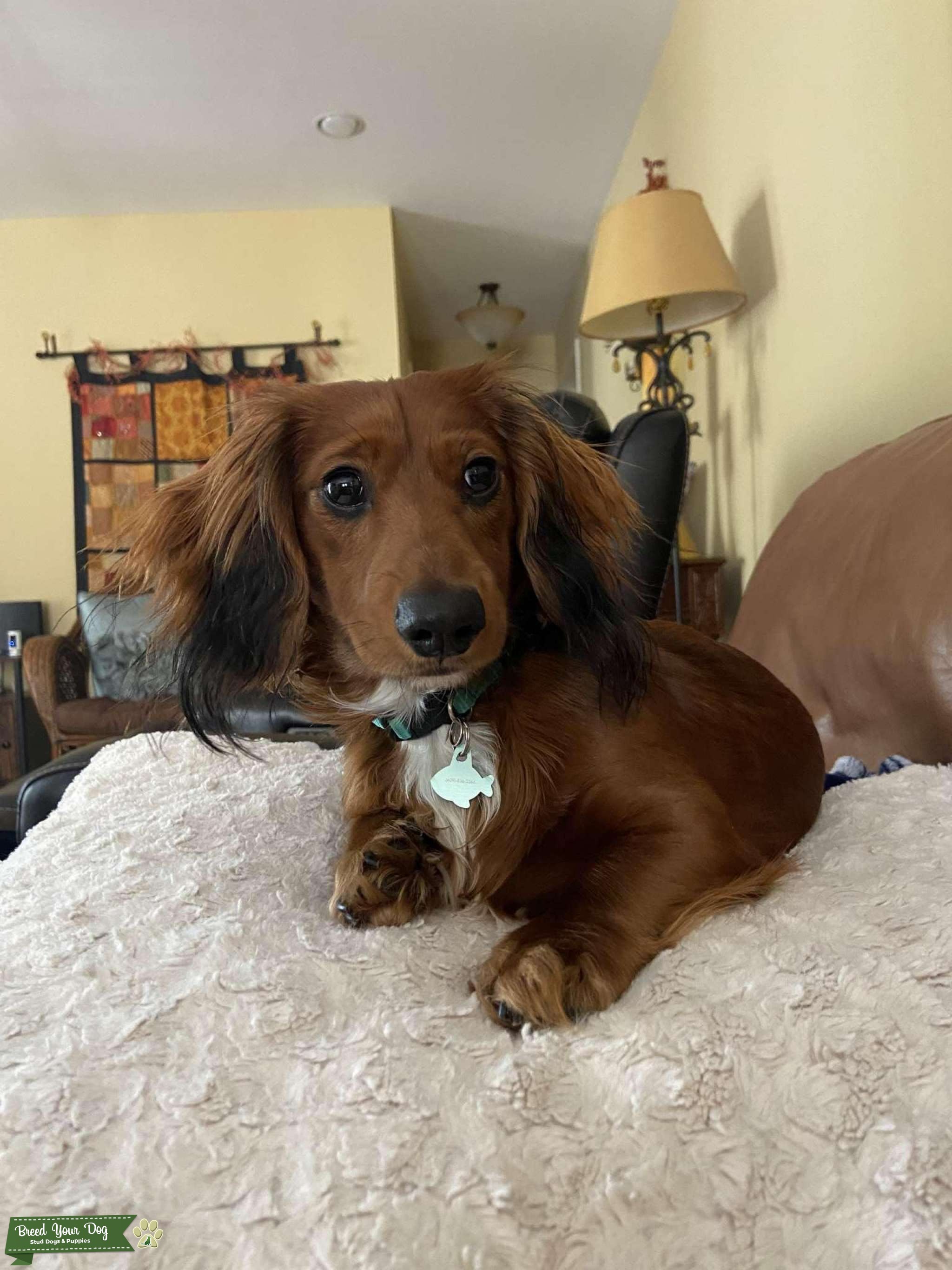 AKC Purebred Longhair Dachshund - Stud Dog in New Jersey, Puerto Rico ...