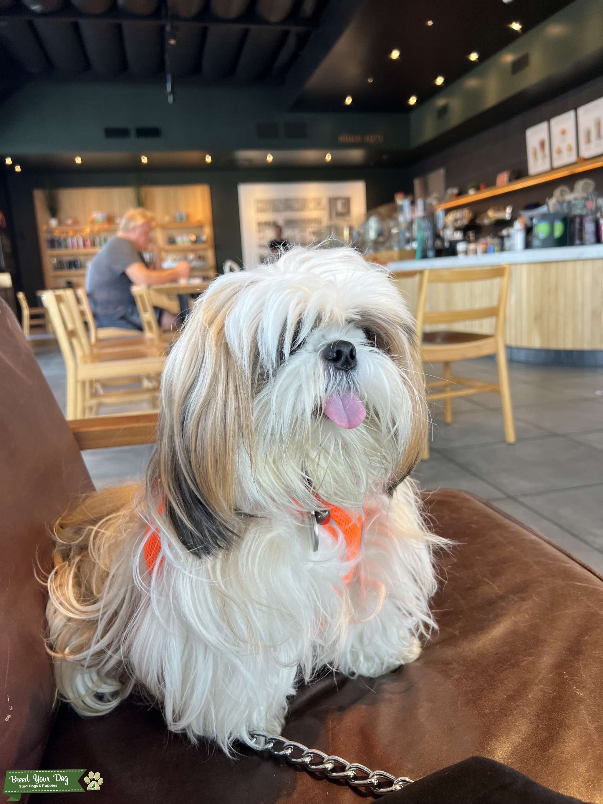 Little Handsome Pure Shih Tzu - Stud Dog in Southern California, the ...