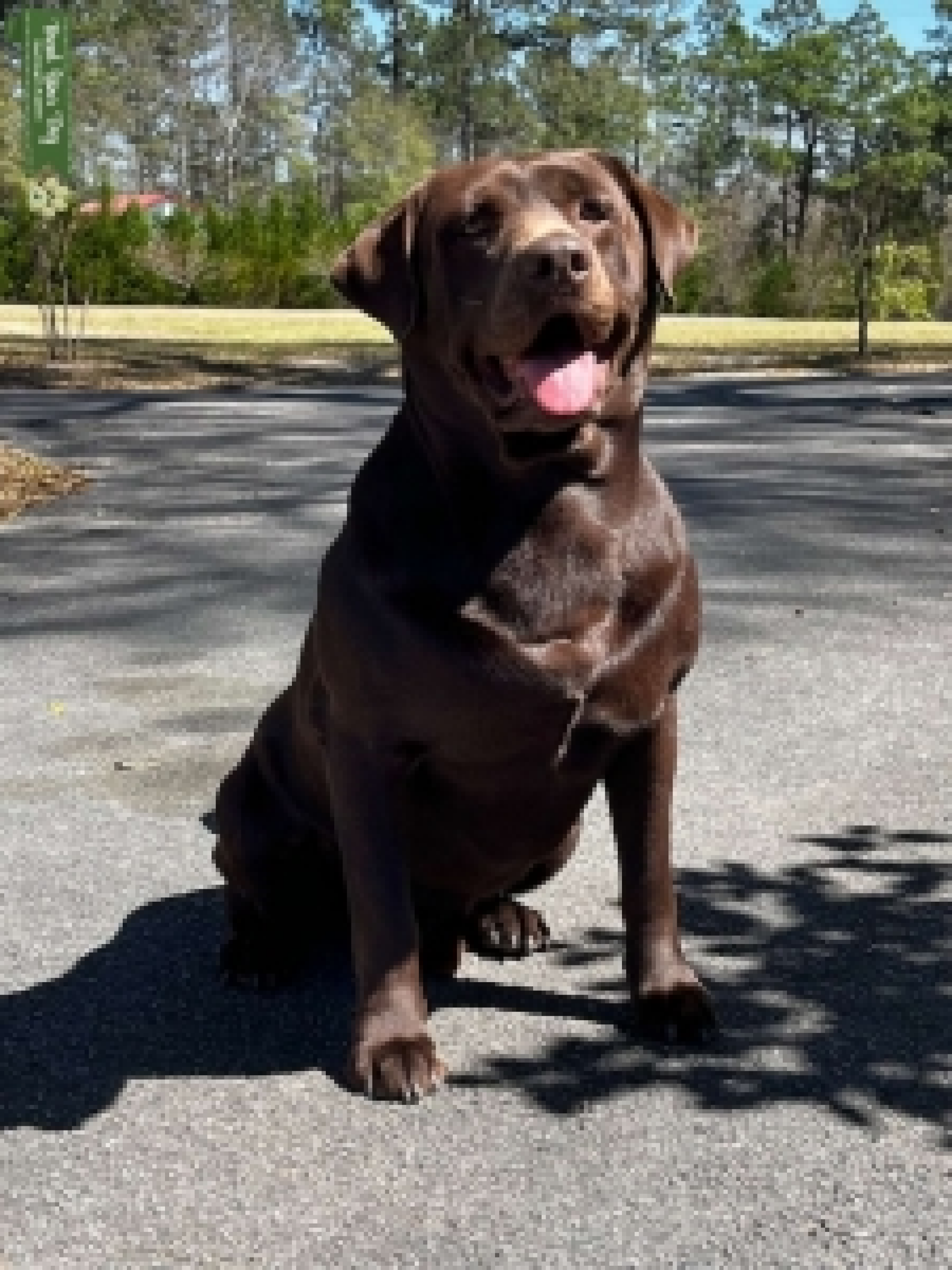 Chocolate Lab Stud - Stud Dog in South Carolina , the United States ...
