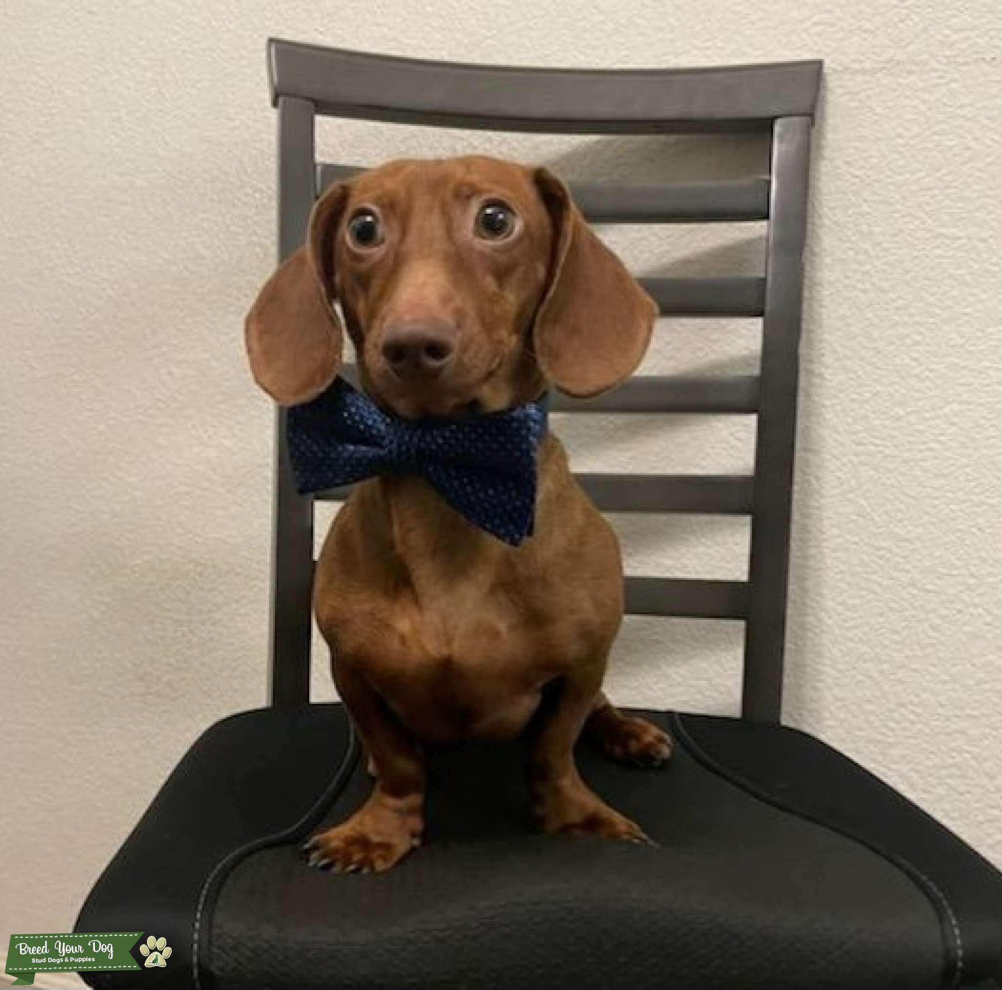 Dachshund short hair. - Stud Dog in Ca, the United States | Breed Your Dog