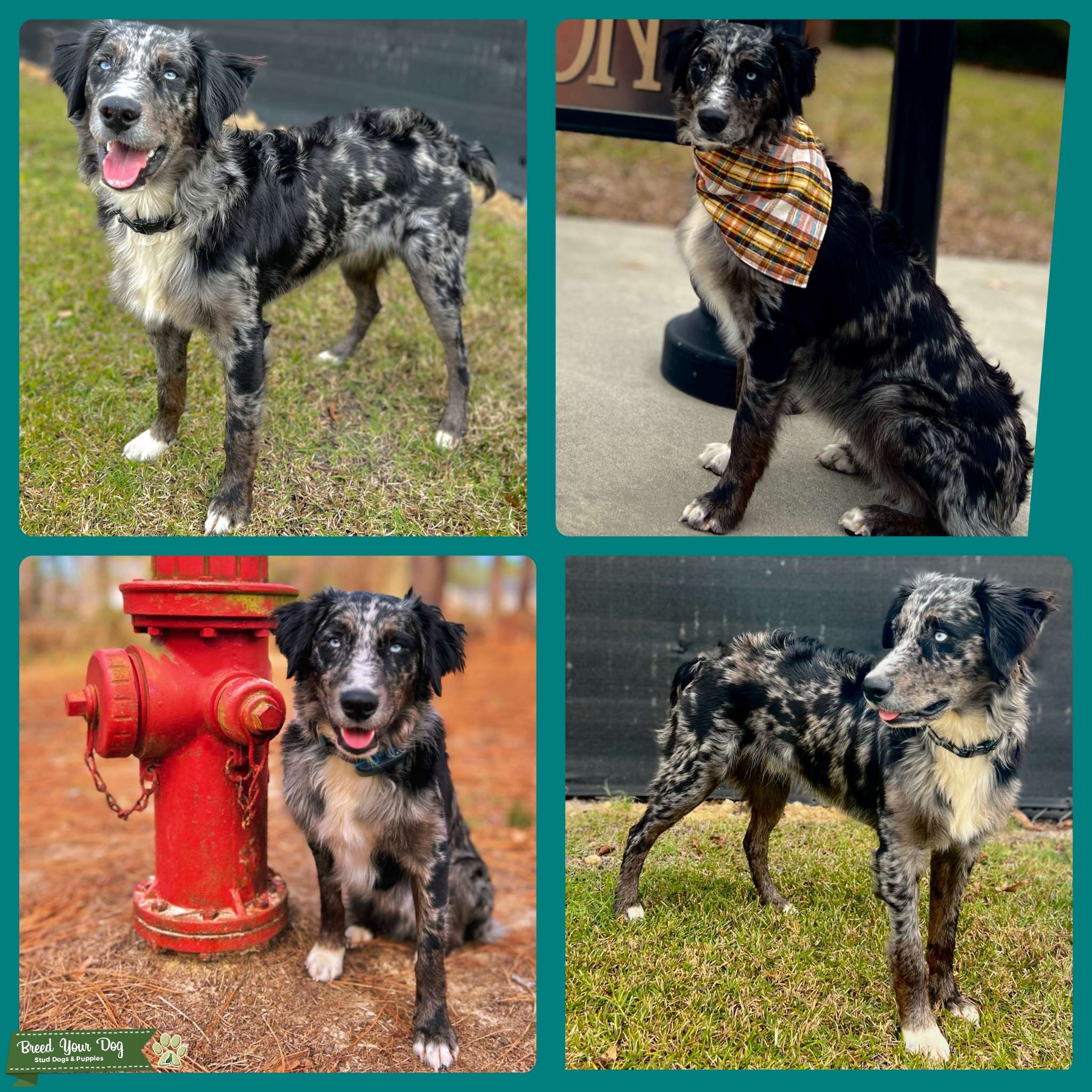 Champion Bloodlines AKC/ASCA Standard Australian Shepherd - Stud Dog in ...
