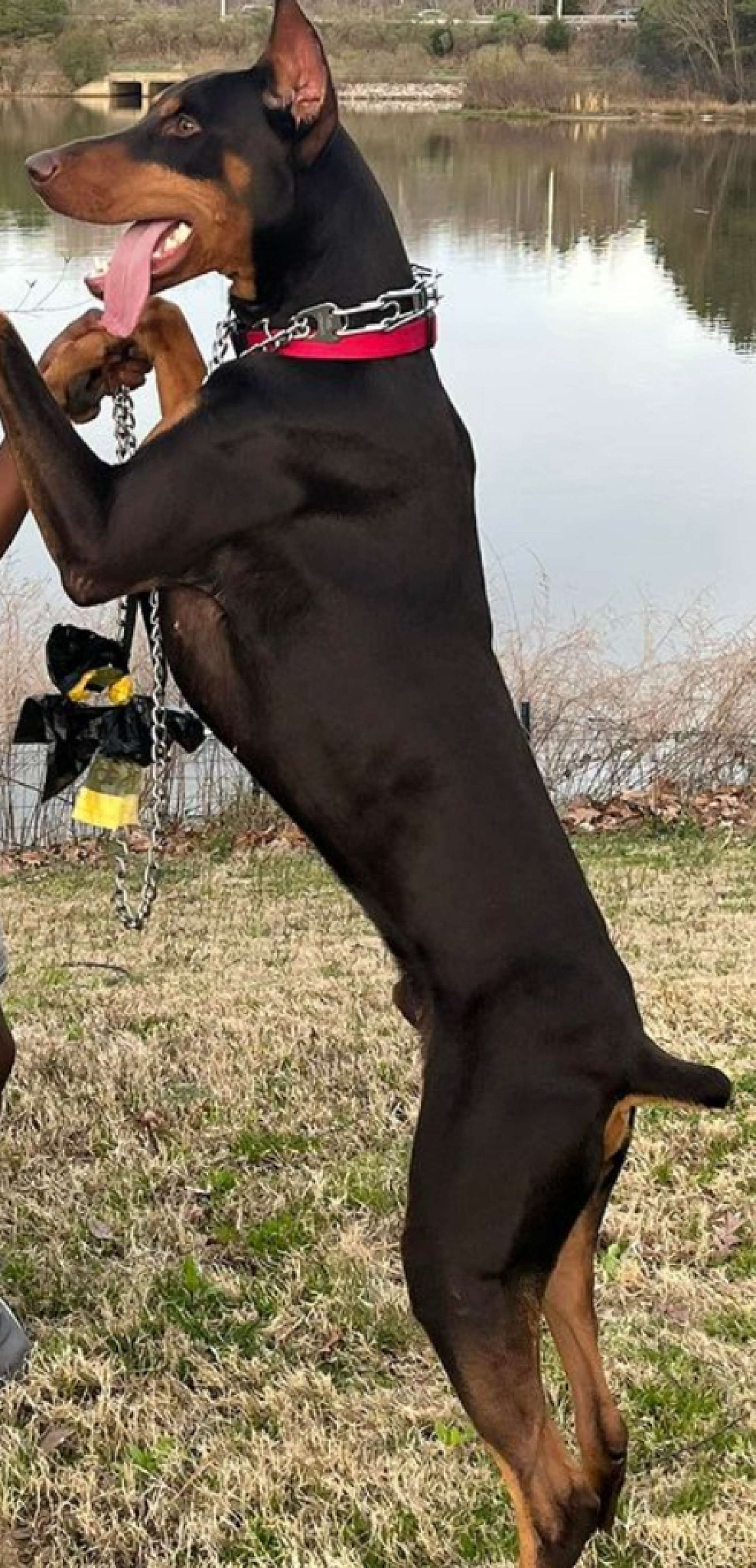 DOBERMAN STUD - Stud Dog in NORTH CAROLINA, United States | Breed Your Dog