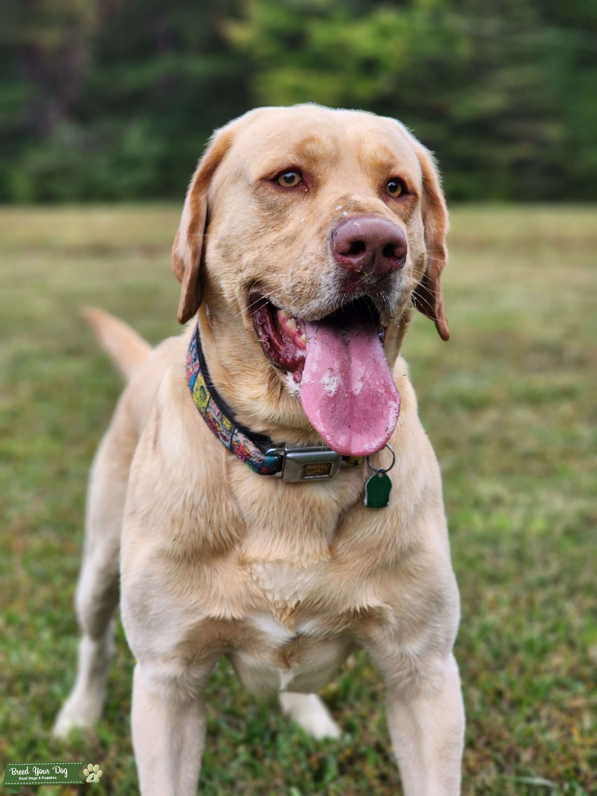 AKC Yellow Labrador Retriever - Stud Dog in Central Virginia , the ...