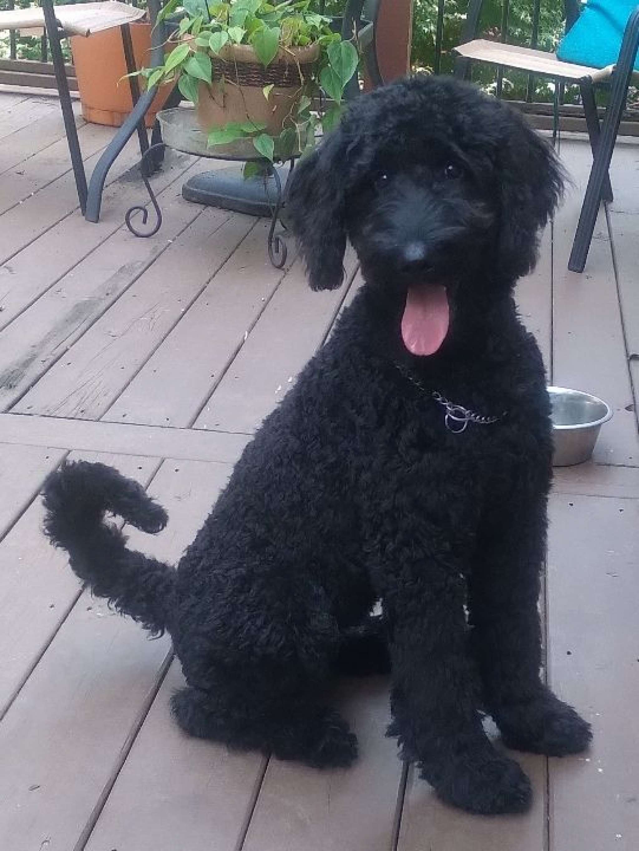 Medium Stud Golden Doodle for hire - Stud Dog in Georgia , United ...