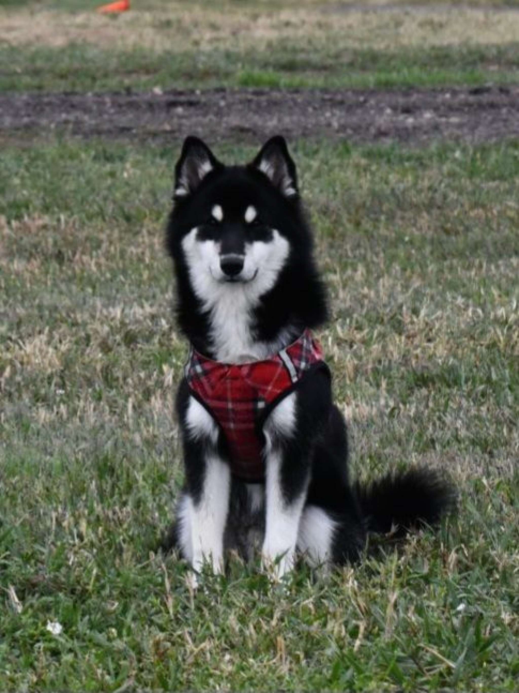 F2 Male Pomsky Stud - Stud Dog in Denver, Colorado, United States ...