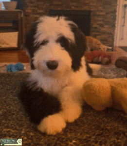 Puppies For Sale in the United States | Breed Your Dog