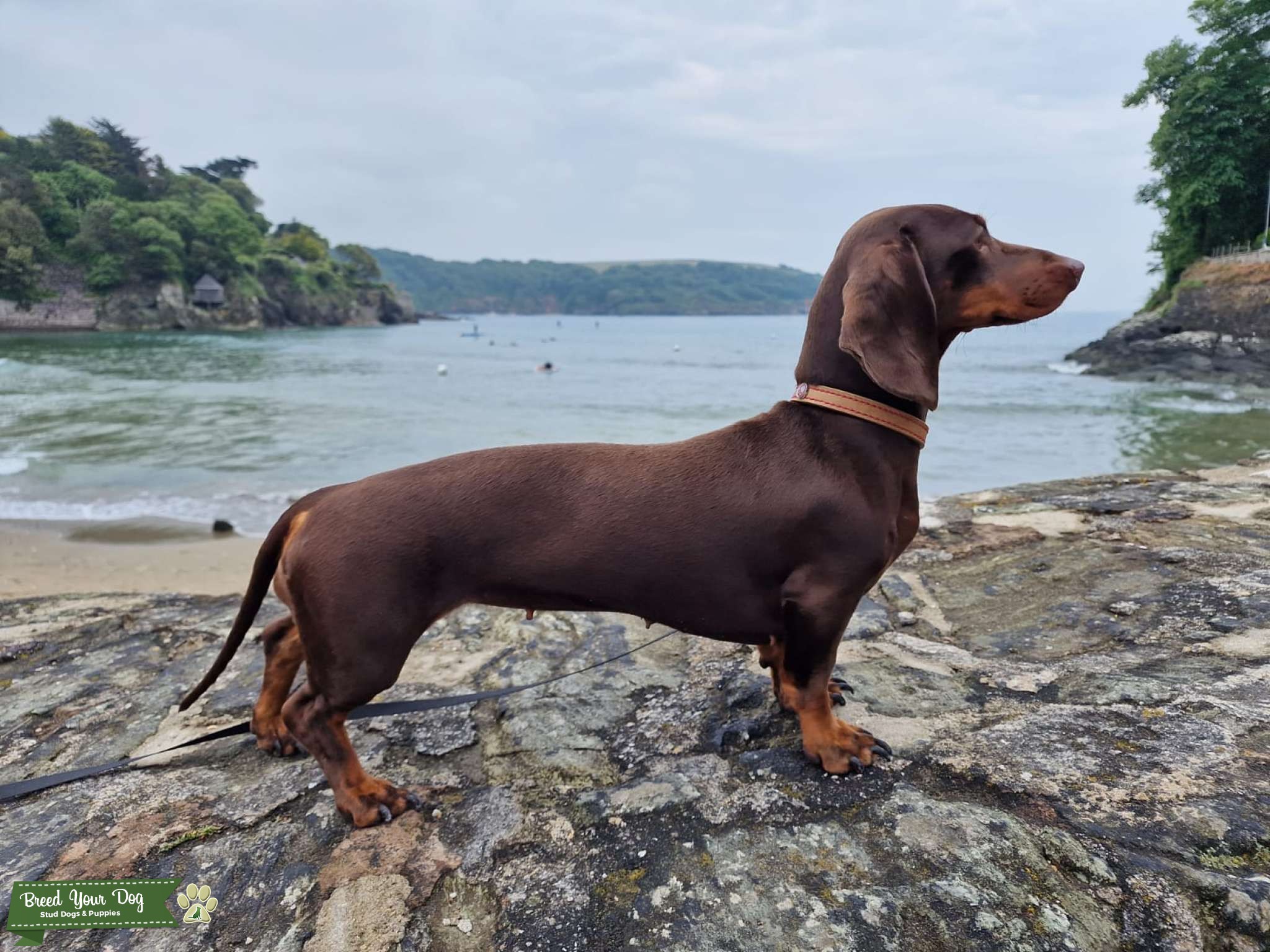 Smooth standard Dachshund 7kg - Stud Dog in Surrey, the United States ...