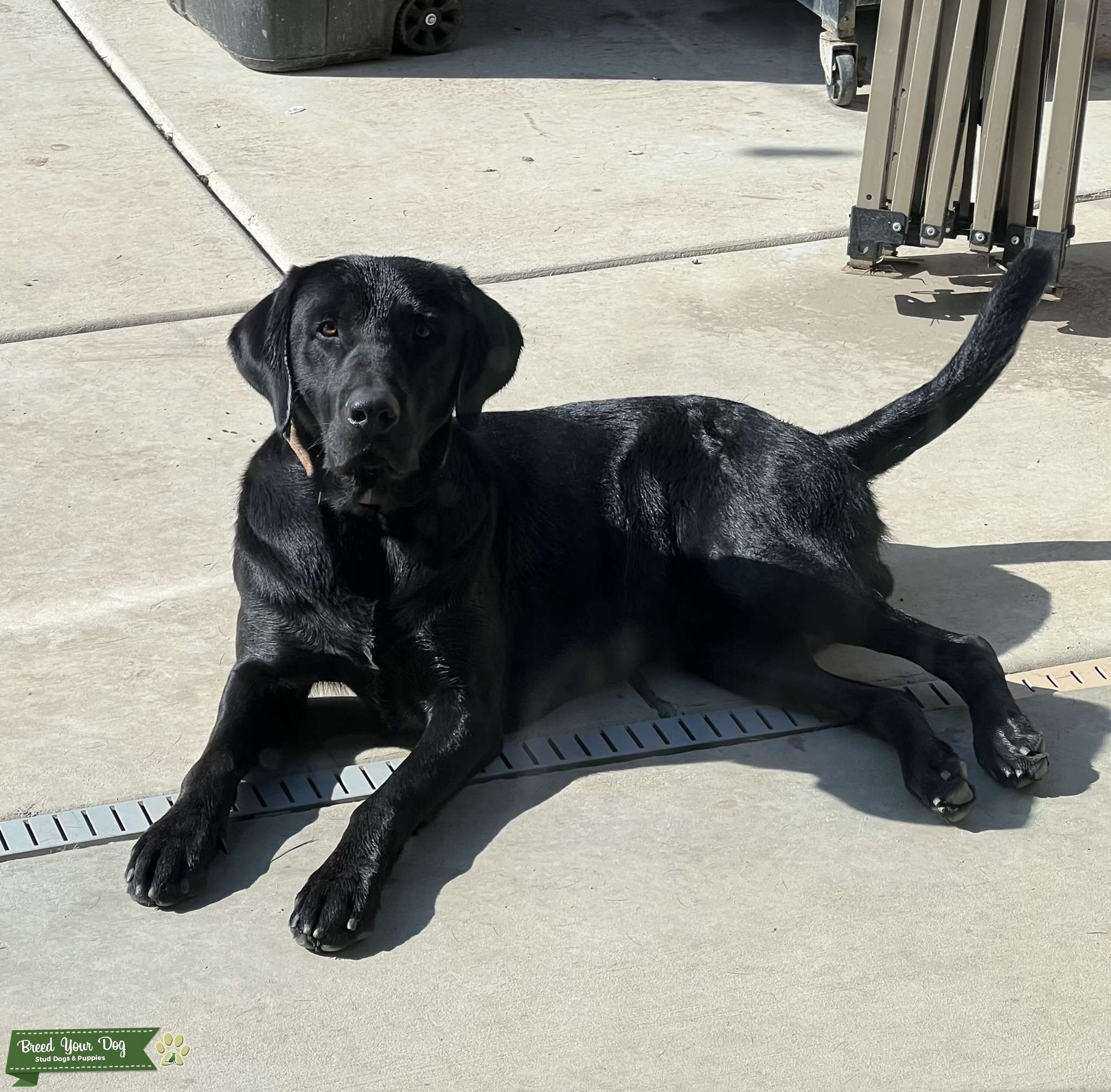 Black American Lab - Stud Dog in Central California, the United States ...