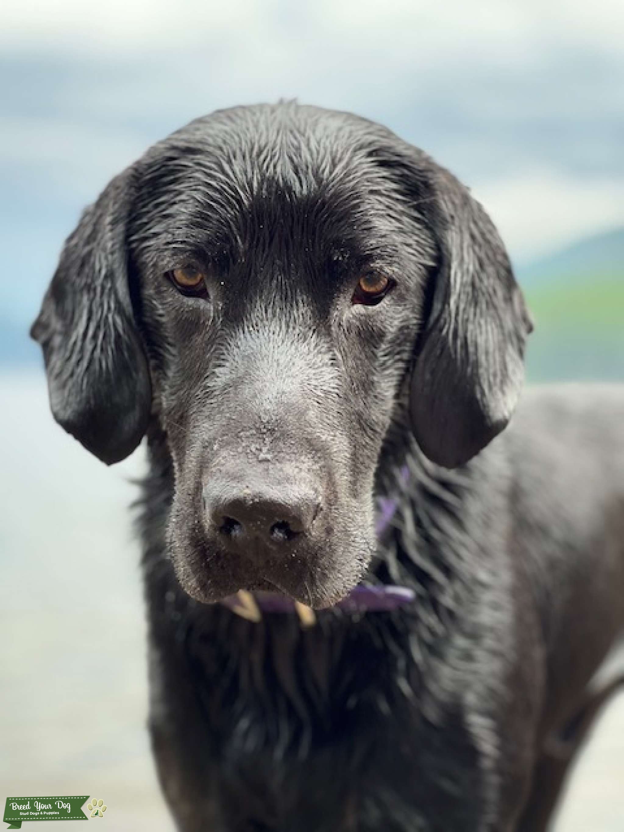 Champion Line Black Labrador Retriever - Stud Dog in MT, the United ...