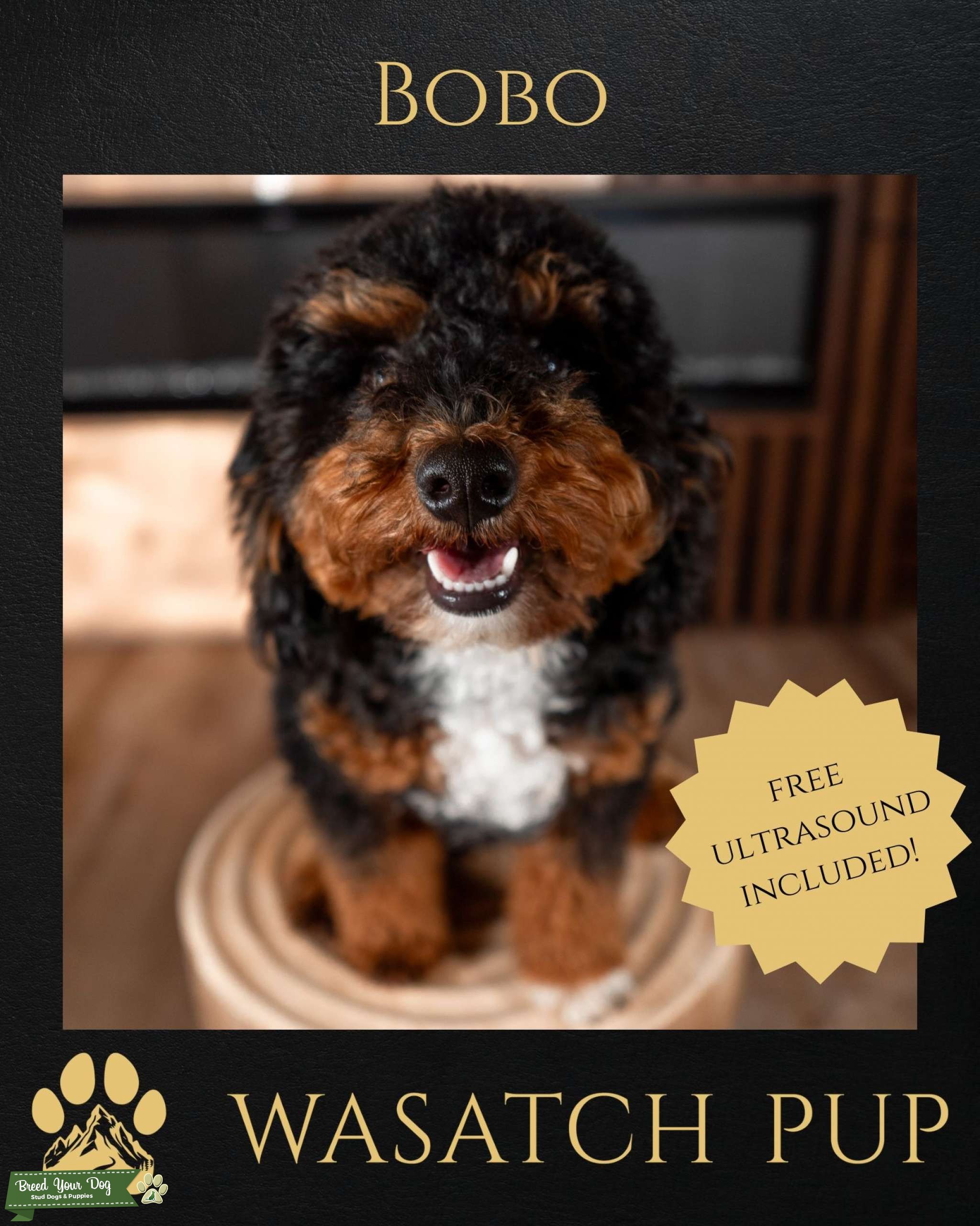 Beautiful Tri-Color Mini Poodle Stud - Stud Dog in utah, the United ...