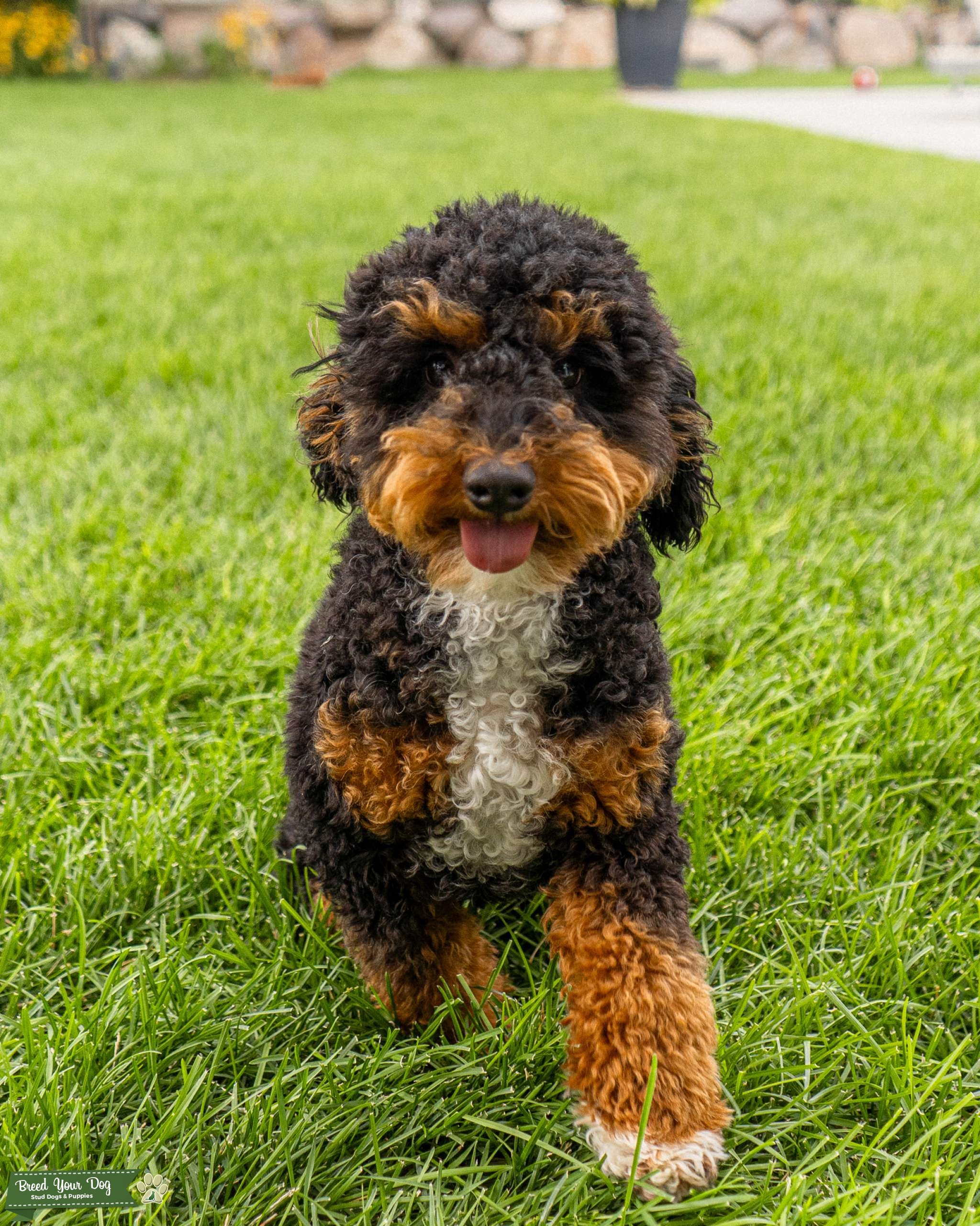 Beautiful Tri-Color Mini Poodle Stud - Stud Dog in utah, the United ...