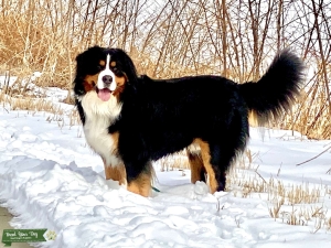 Stud Dogs the United States | Breed Your Dog