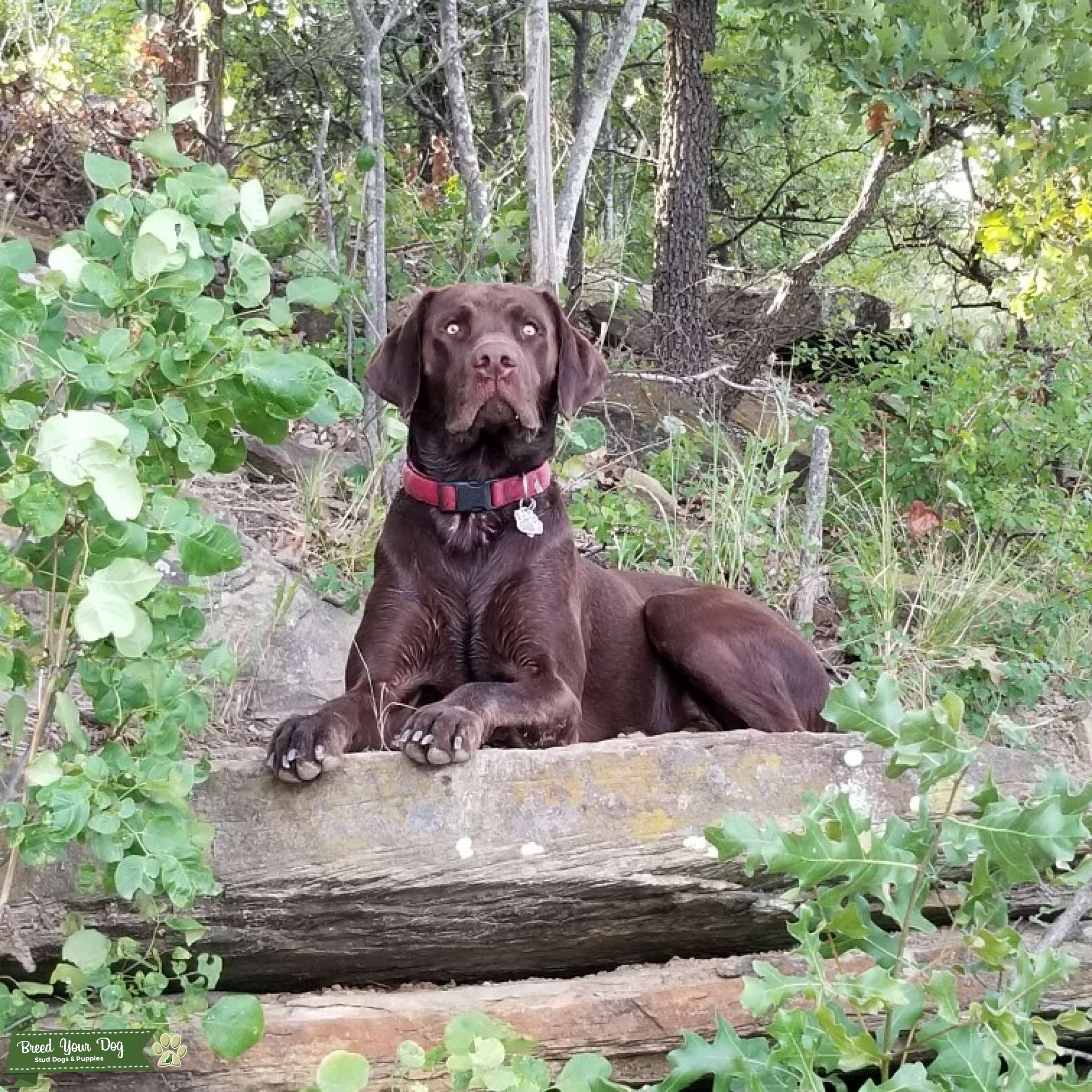 Big Fella - Stud Dog in South, the United States | Breed Your Dog