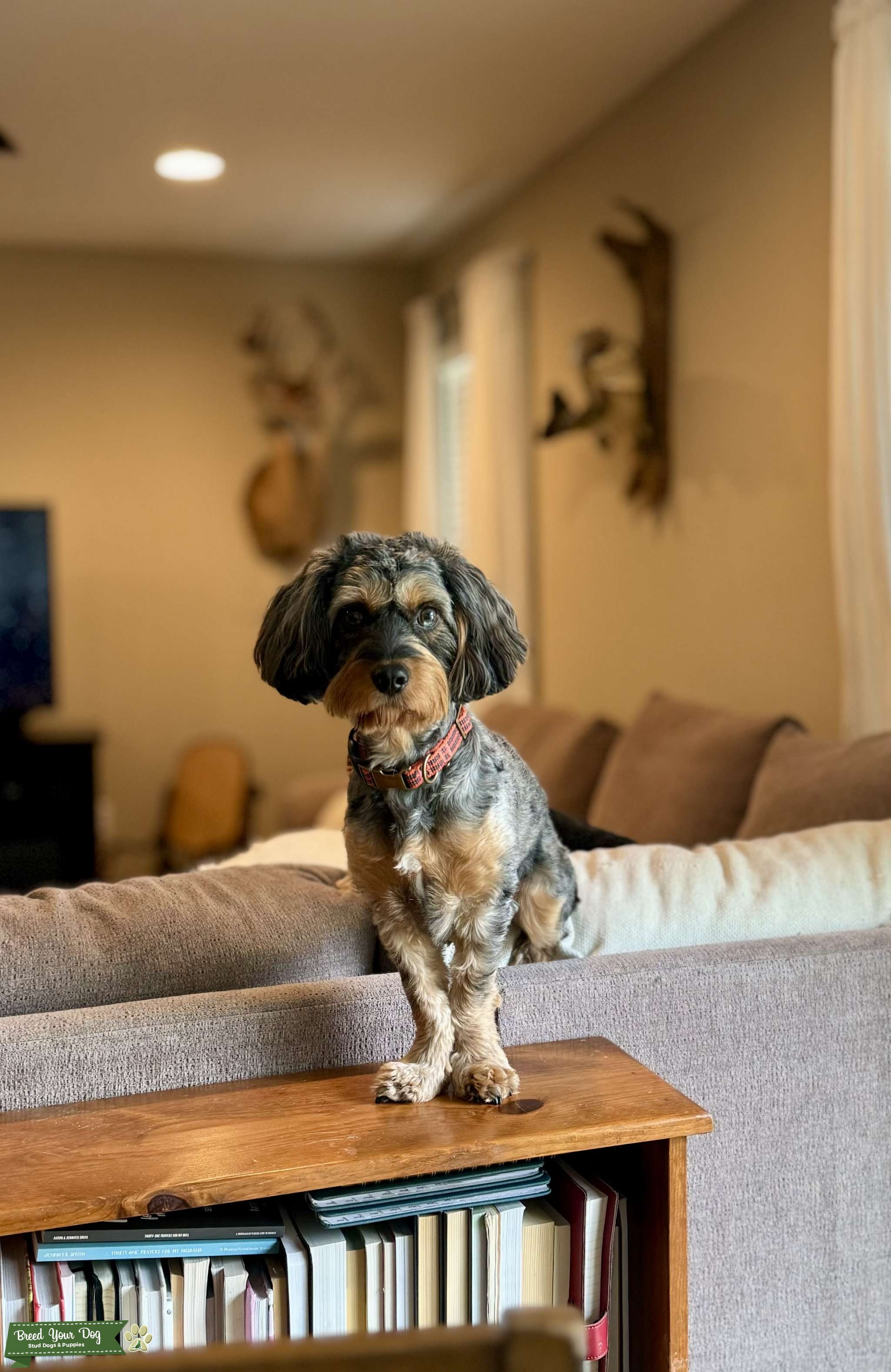 Blue Merle Cavapoo Stud - Stud Dog in Jacksonville, Fl, the United ...