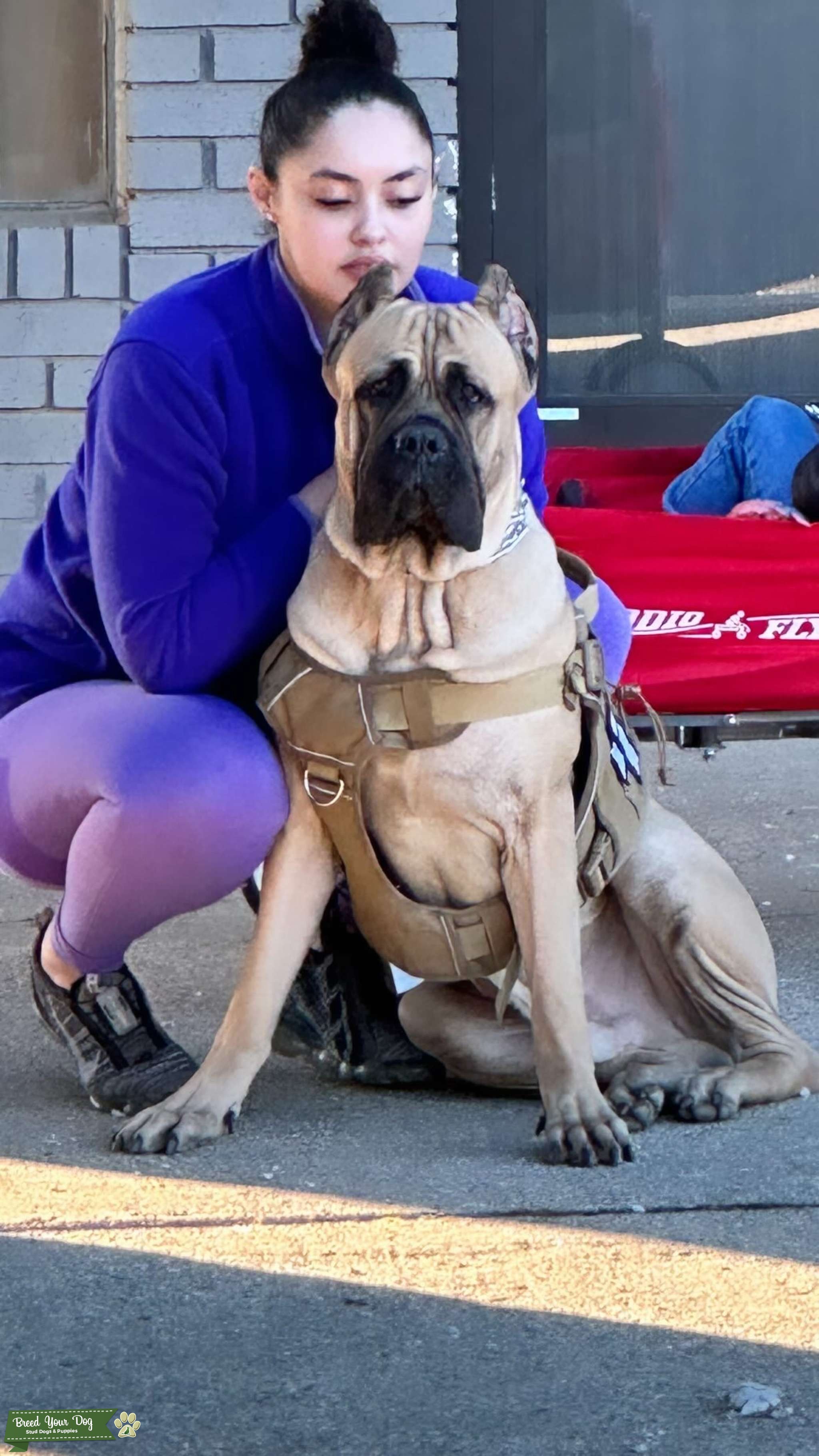 Fawn Male Cane Corso - Stud Dog in Michigan, Greece | Breed Your Dog