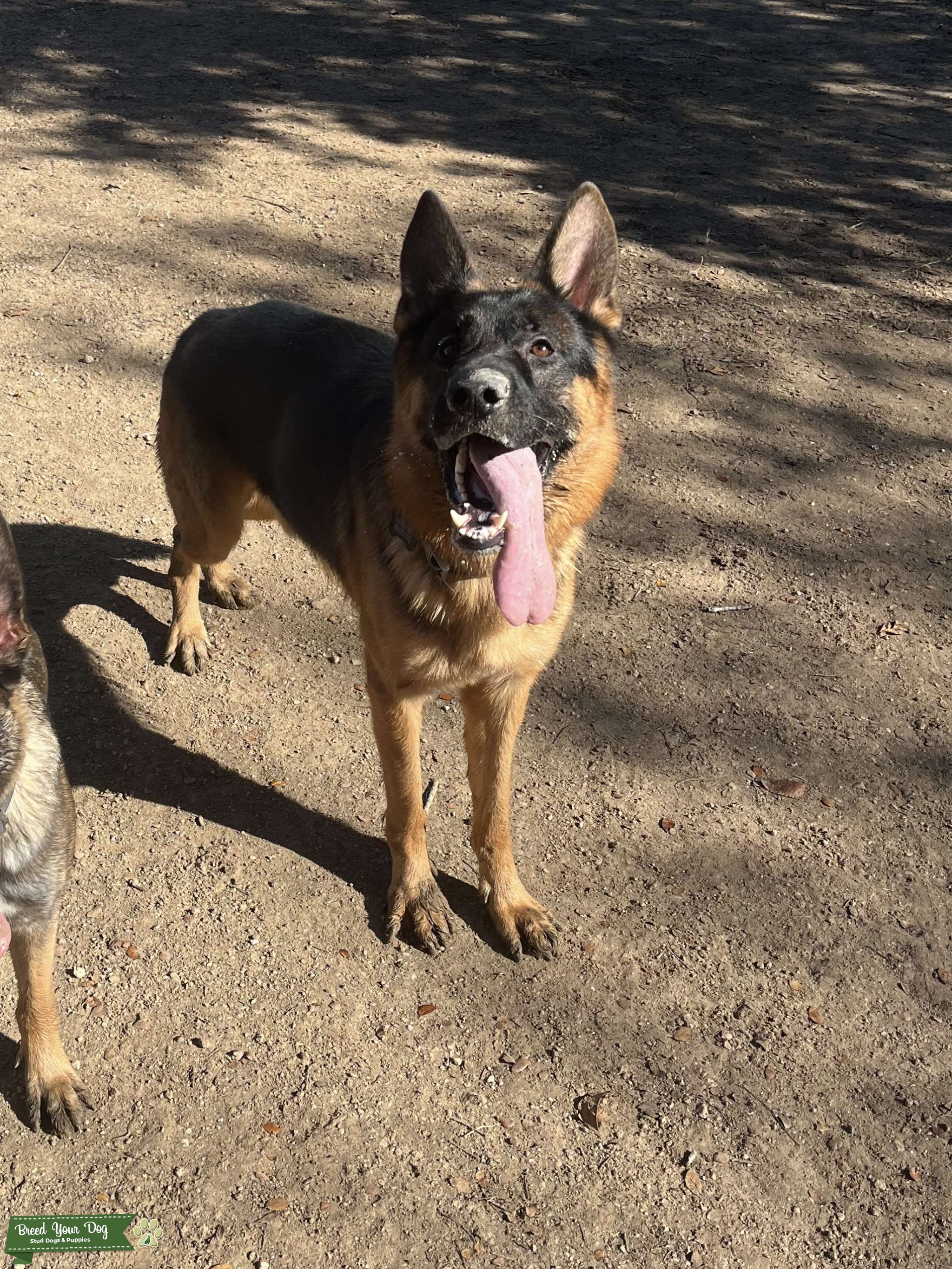 AKC German Shepherd Stud - Stud Dog in Texas, the United States | Breed ...