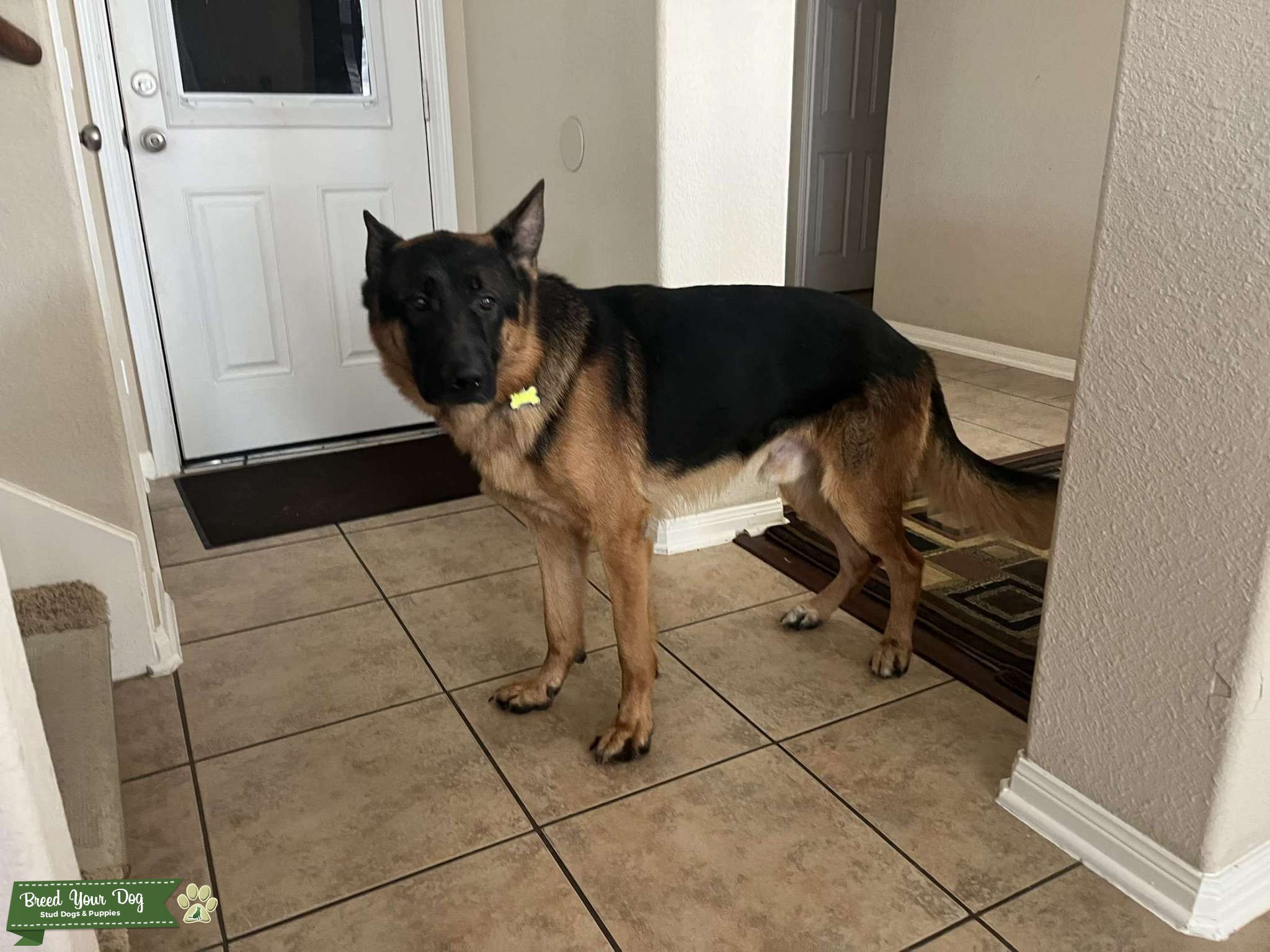 AKC German Shepherd Stud - Stud Dog in Texas, the United States | Breed ...