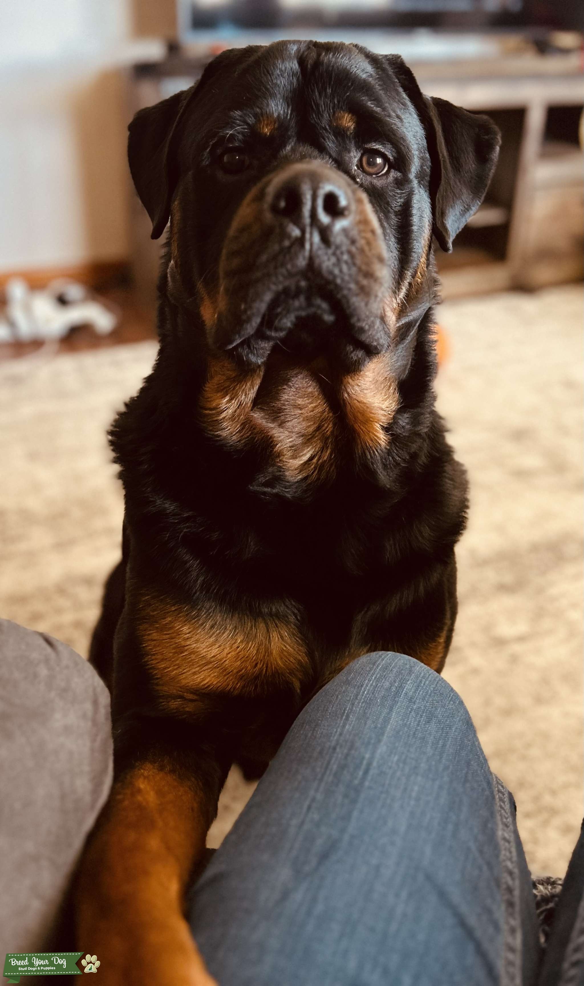 Otis - Stud Dog in South central, the United States | Breed Your Dog