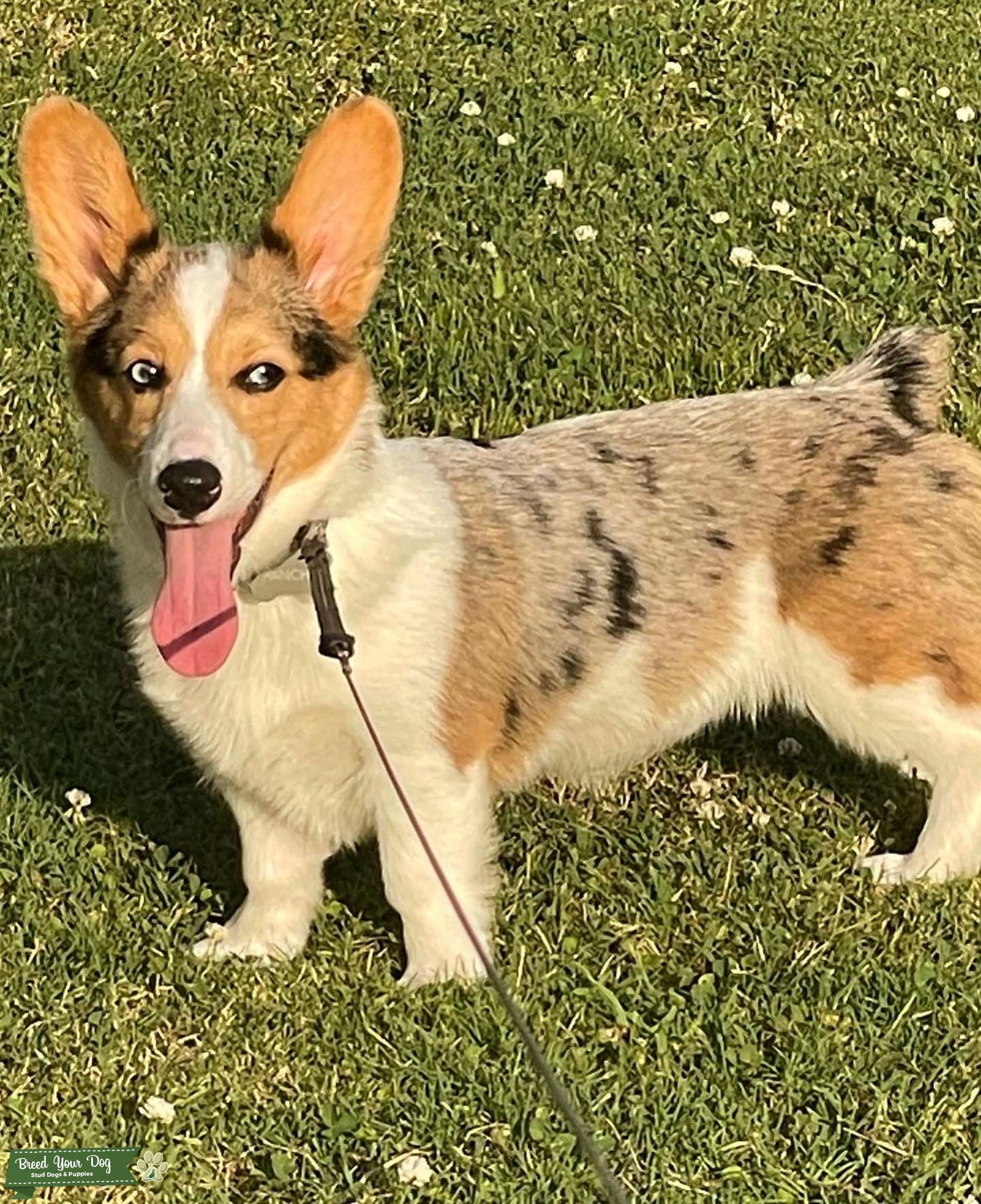 blue merle Pembroke welsh corgi - Stud Dog in houston Texas, the United ...