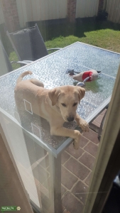 Stud Dogs Australia | Breed Your Dog