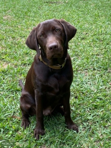 Labrador Retriever Stud Dogs Available Now in the United States | Breed ...