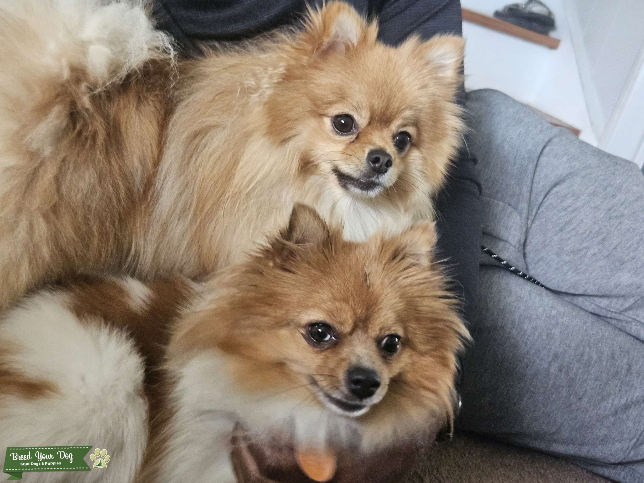 Handsome Fella - Stud Dog in Ohio, the United States | Breed Your Dog