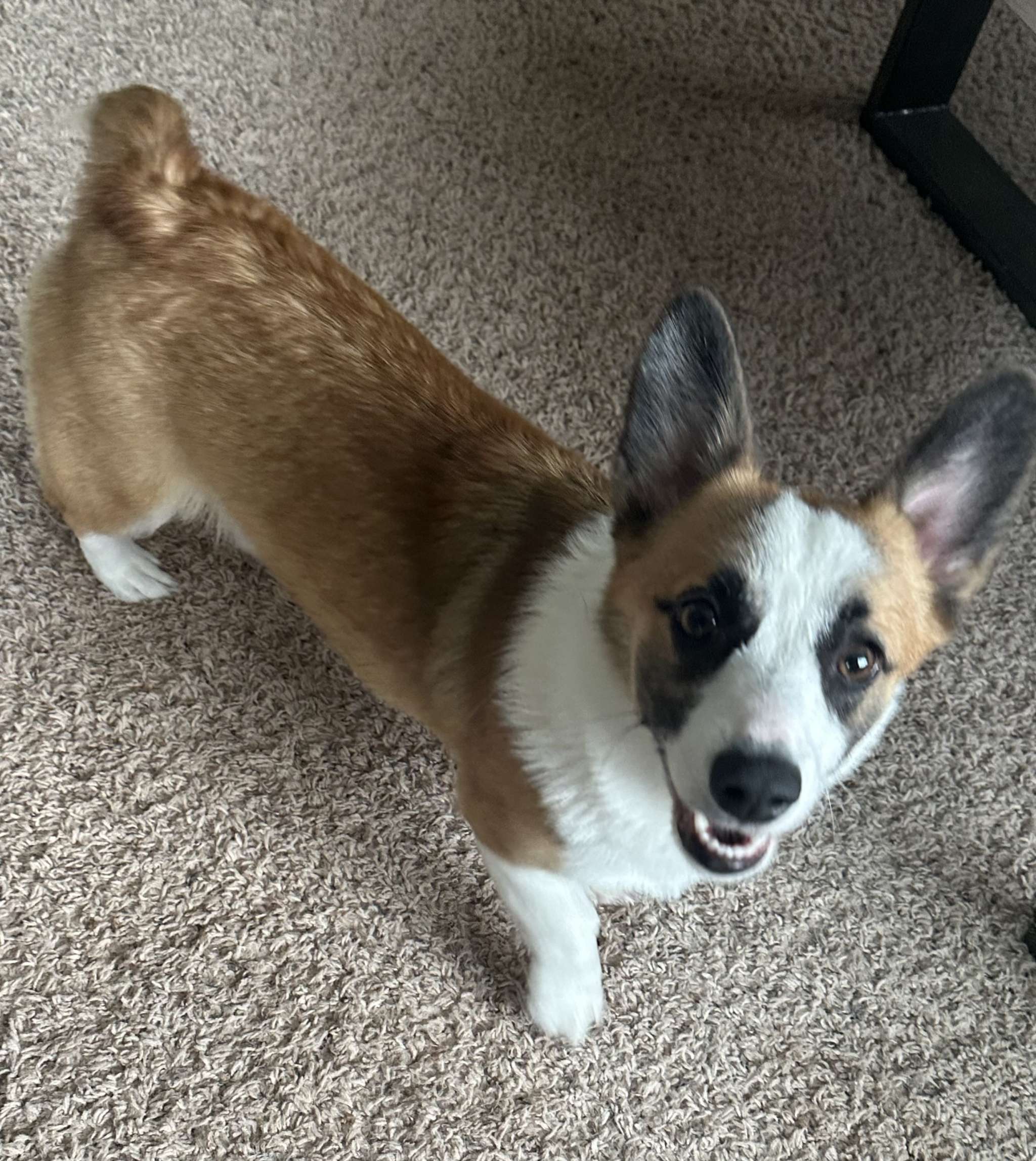 Pembroke Corgi - Stud Dog in Colorado, United States | Breed Your Dog