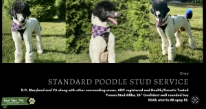 Stud Dogs the United States | Breed Your Dog