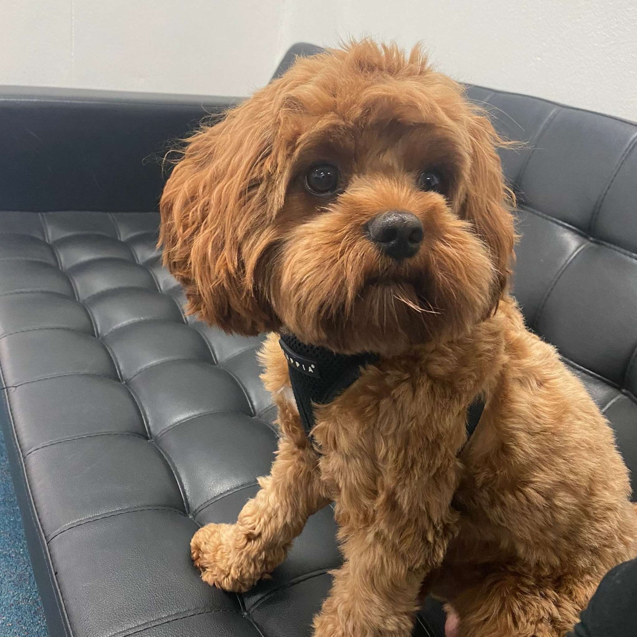 Toy Cavoodle (F1) - Stud Dog in Sydney, Australia | Breed Your Dog