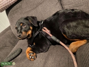 Rottweiler Stud Dogs Available Now in the United States | Breed Your Dog