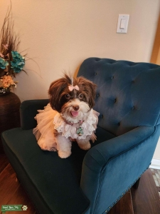 Stud Dogs the United States | Breed Your Dog