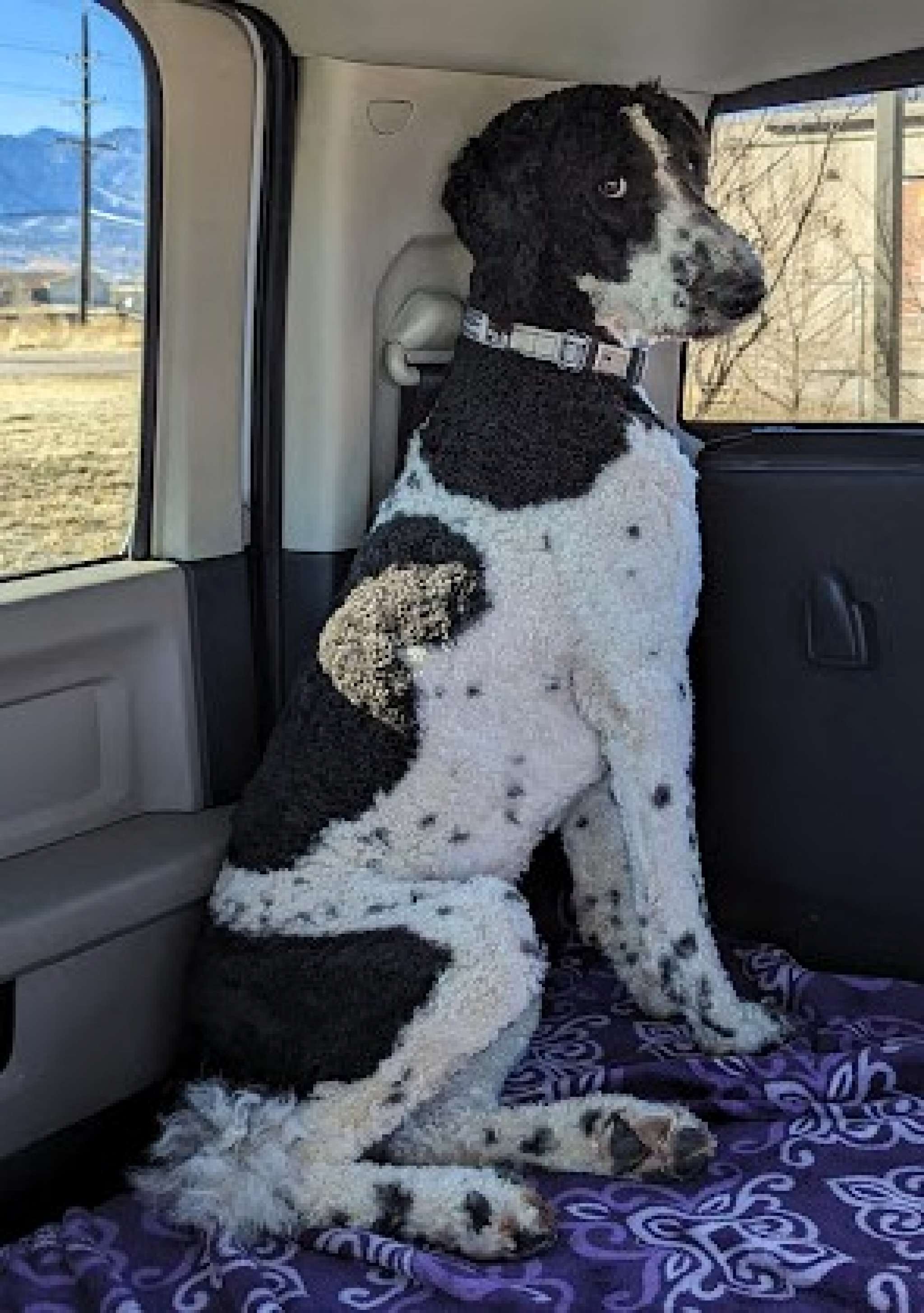 Purebred Standard Poodle - Stud Dog in Colorado, United States | Breed ...