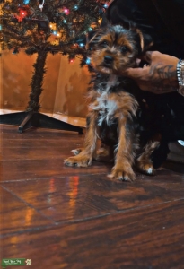 Yorkshire Terrier Stud Dogs Available Now in the United States | Breed ...