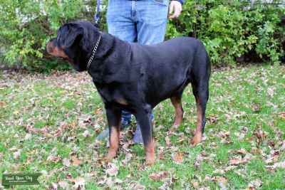 Champion Bloodline Rottweiler Stud - Stud Dog in Upstate New York ...