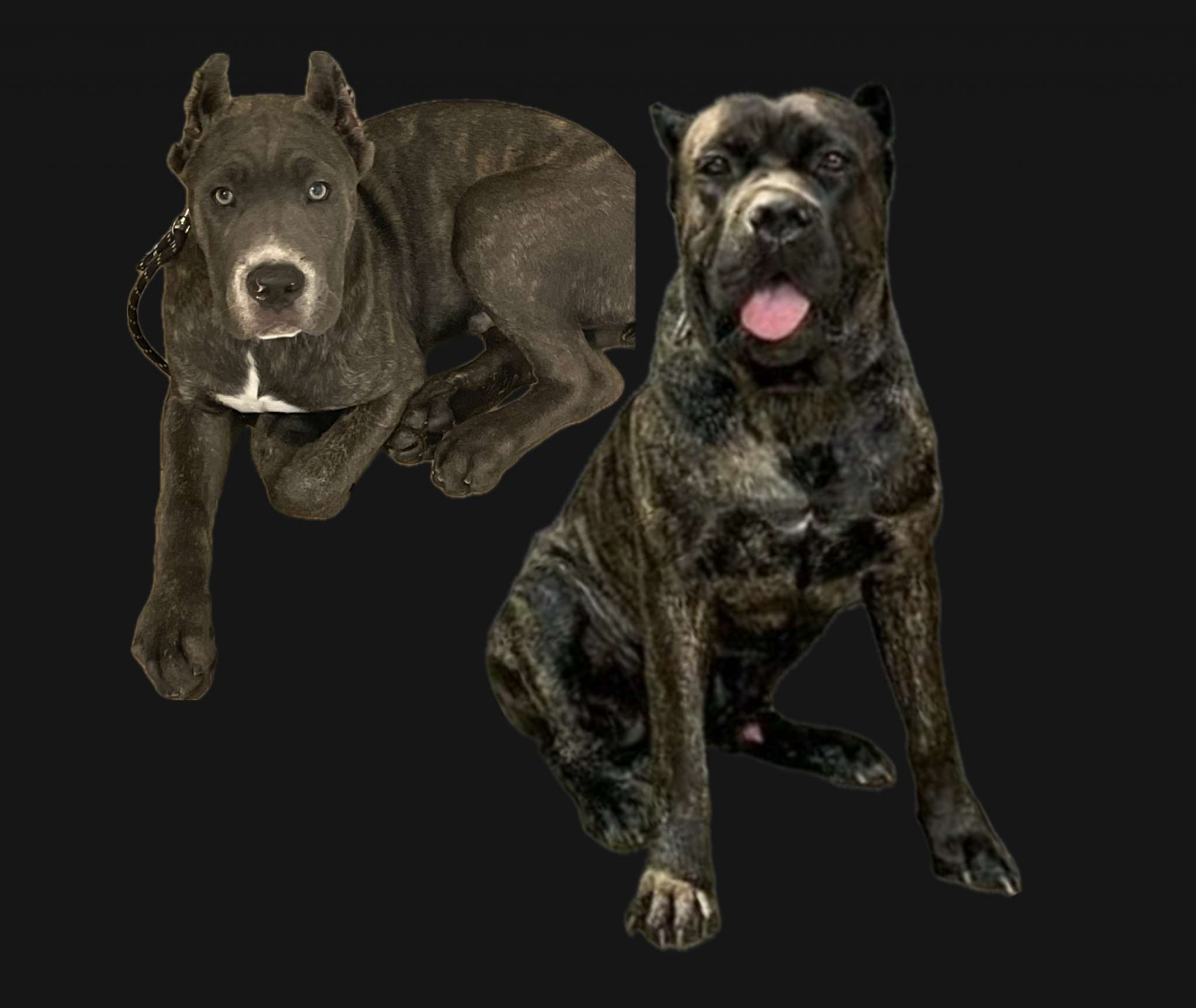 2 male corsos - Stud Dog in Eastern , United States | Breed Your Dog