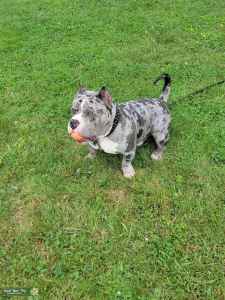 Blue merle pocket bully - Stud Dog in Massachusetts , United States ...