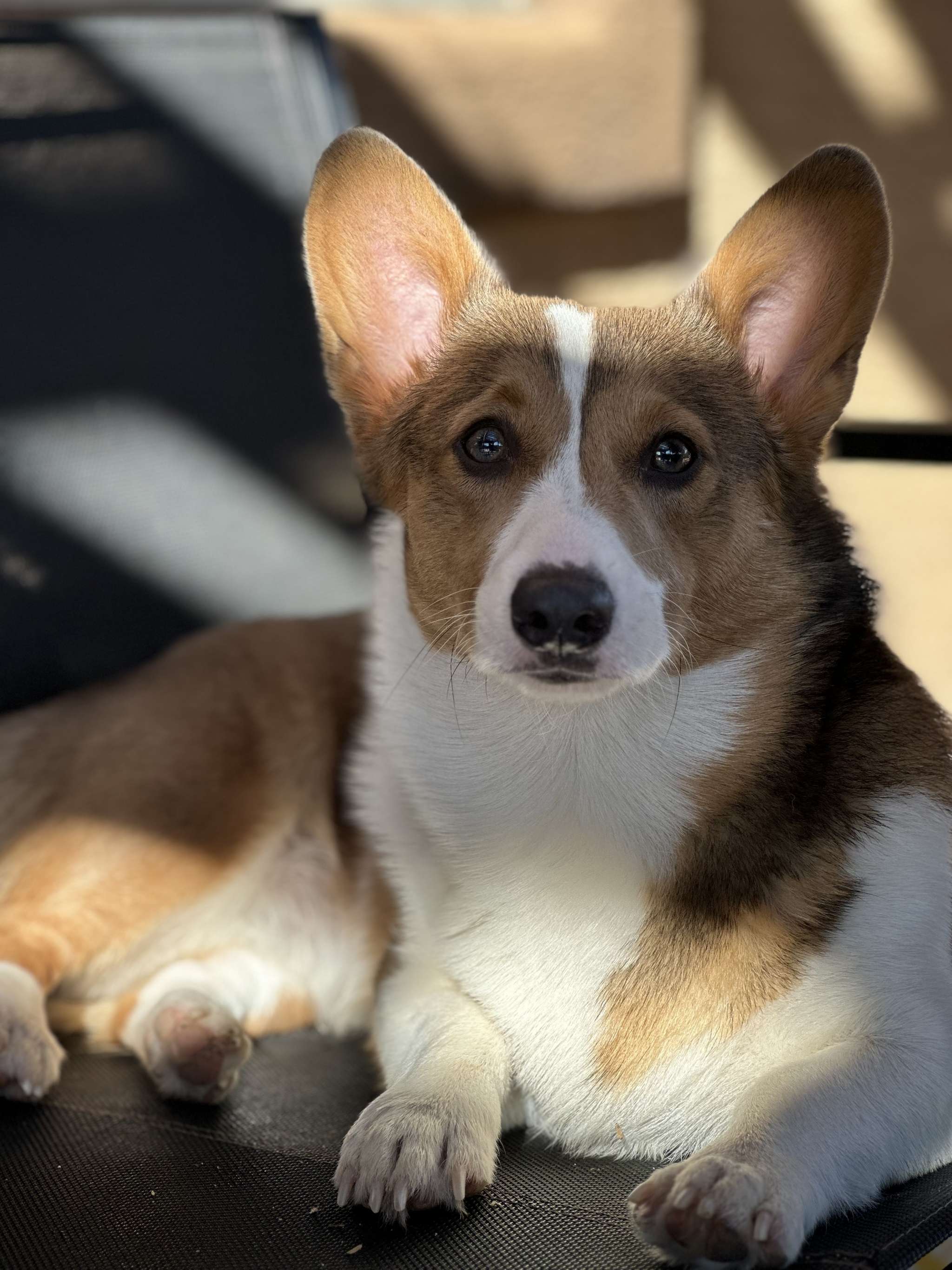 Blue Fawn Pembroke Welsh Corgi - Stud Dog in Southwest , United States ...