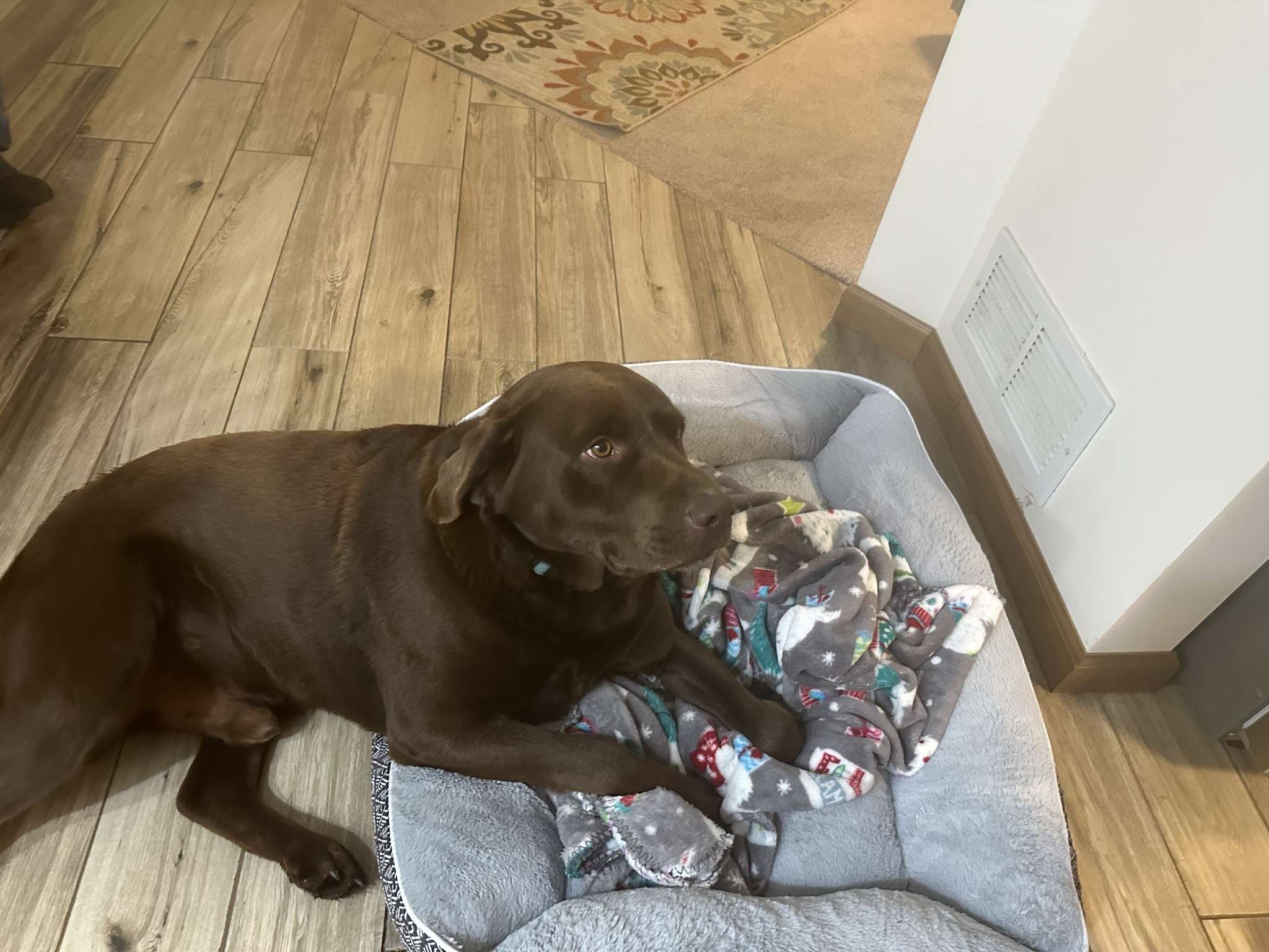 Lovable chocolate lab - Stud Dog in Michigan, United States | Breed ...