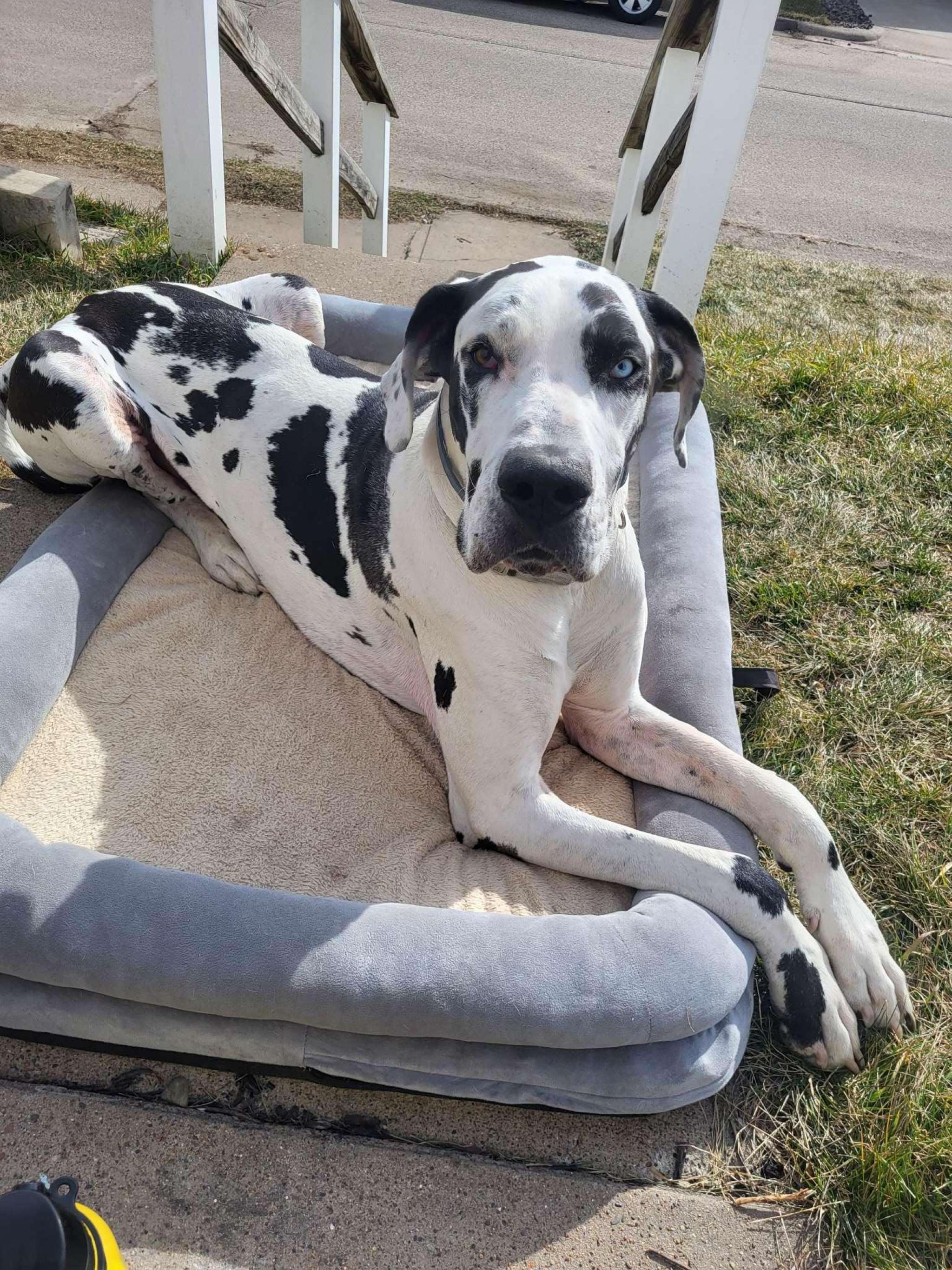 Great Dane - Stud Dog in Iowa, the United States | Breed Your Dog