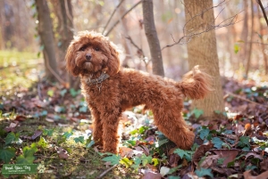 Stud Dogs the United States | Breed Your Dog