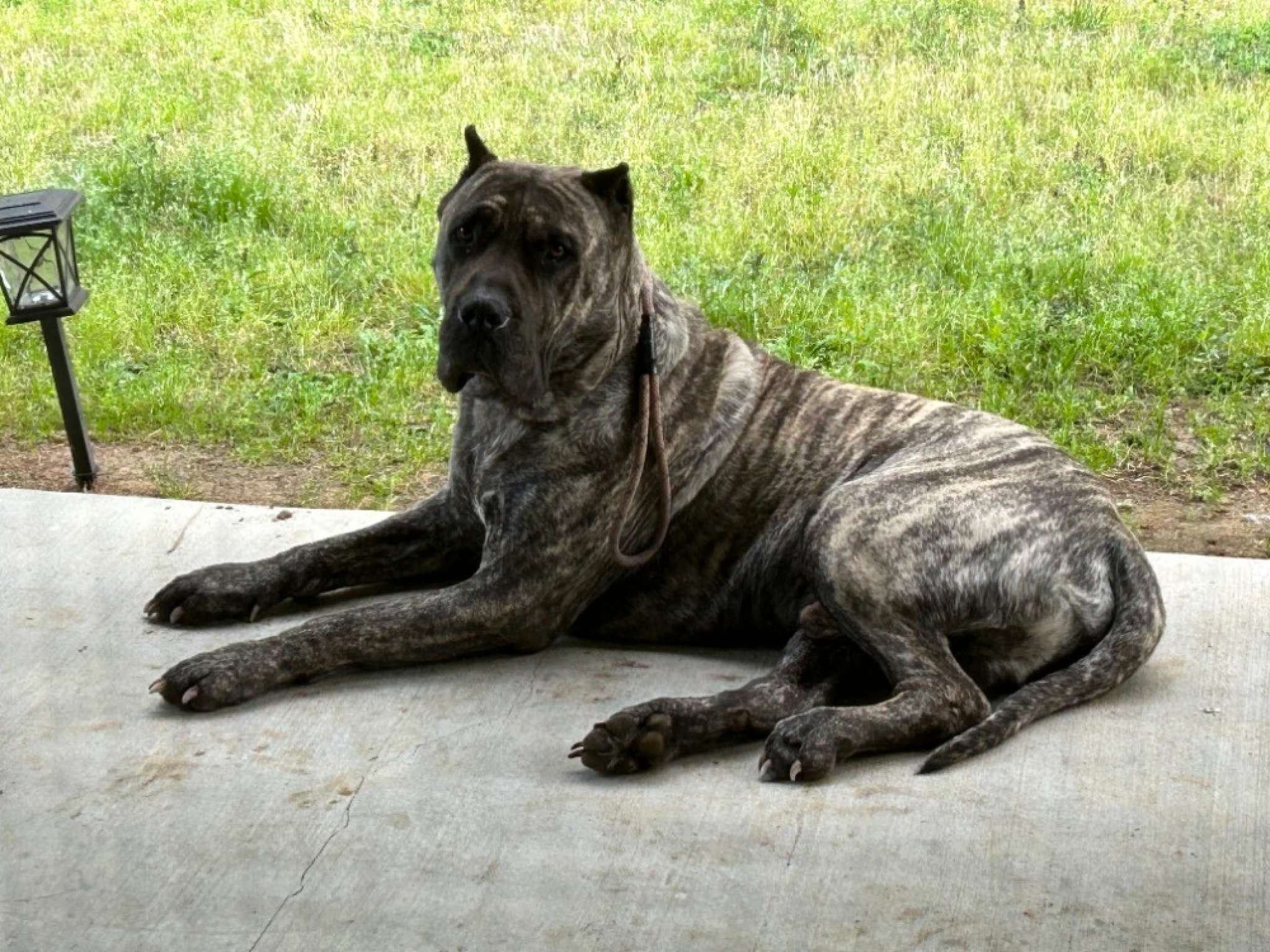 Brindle Presa Canario Male - Stud Dog in GA, United States | Breed Your Dog